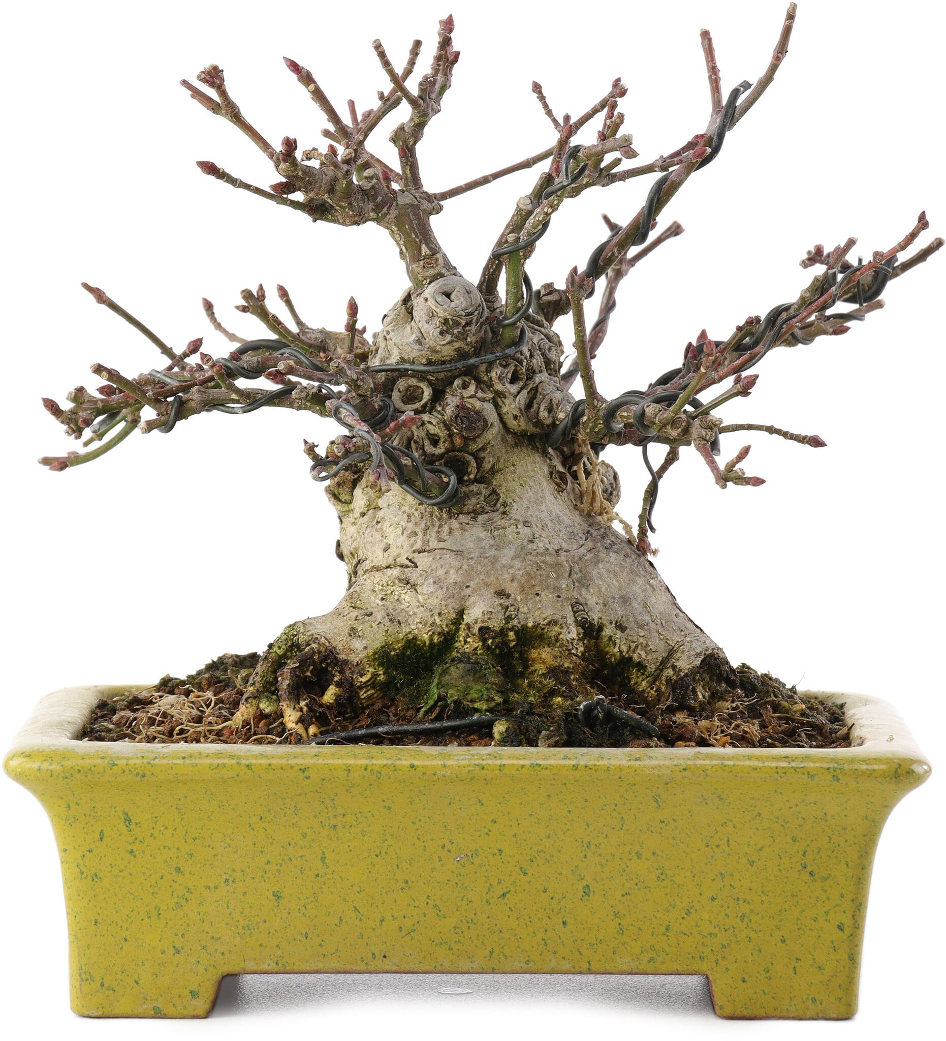 Euonymus alatus, 13,5 cm, ± 15 anni - Bonsai Plaza