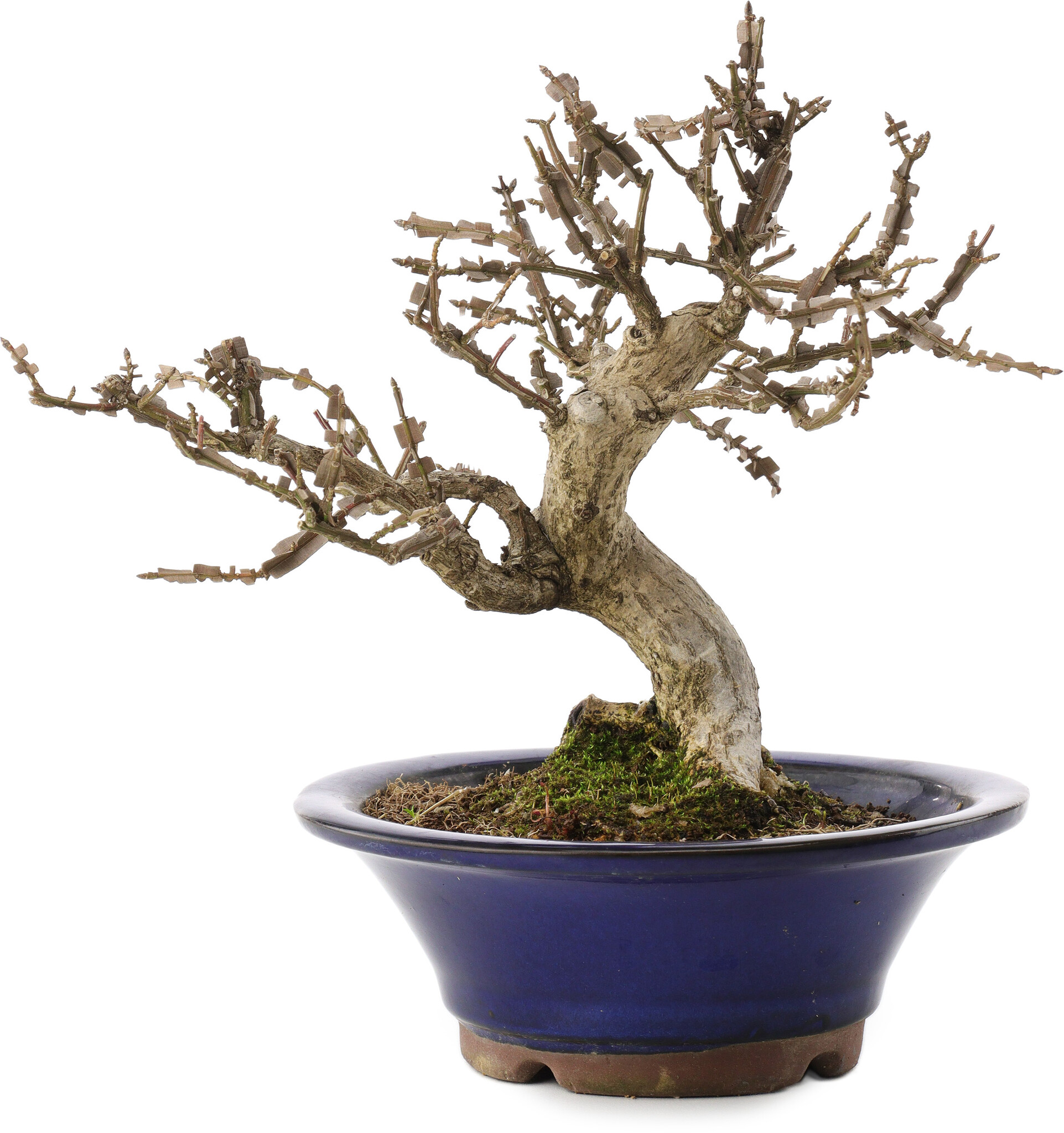 Euonymus alatus, 20 cm, ± 20 ans - Bonsai Plaza