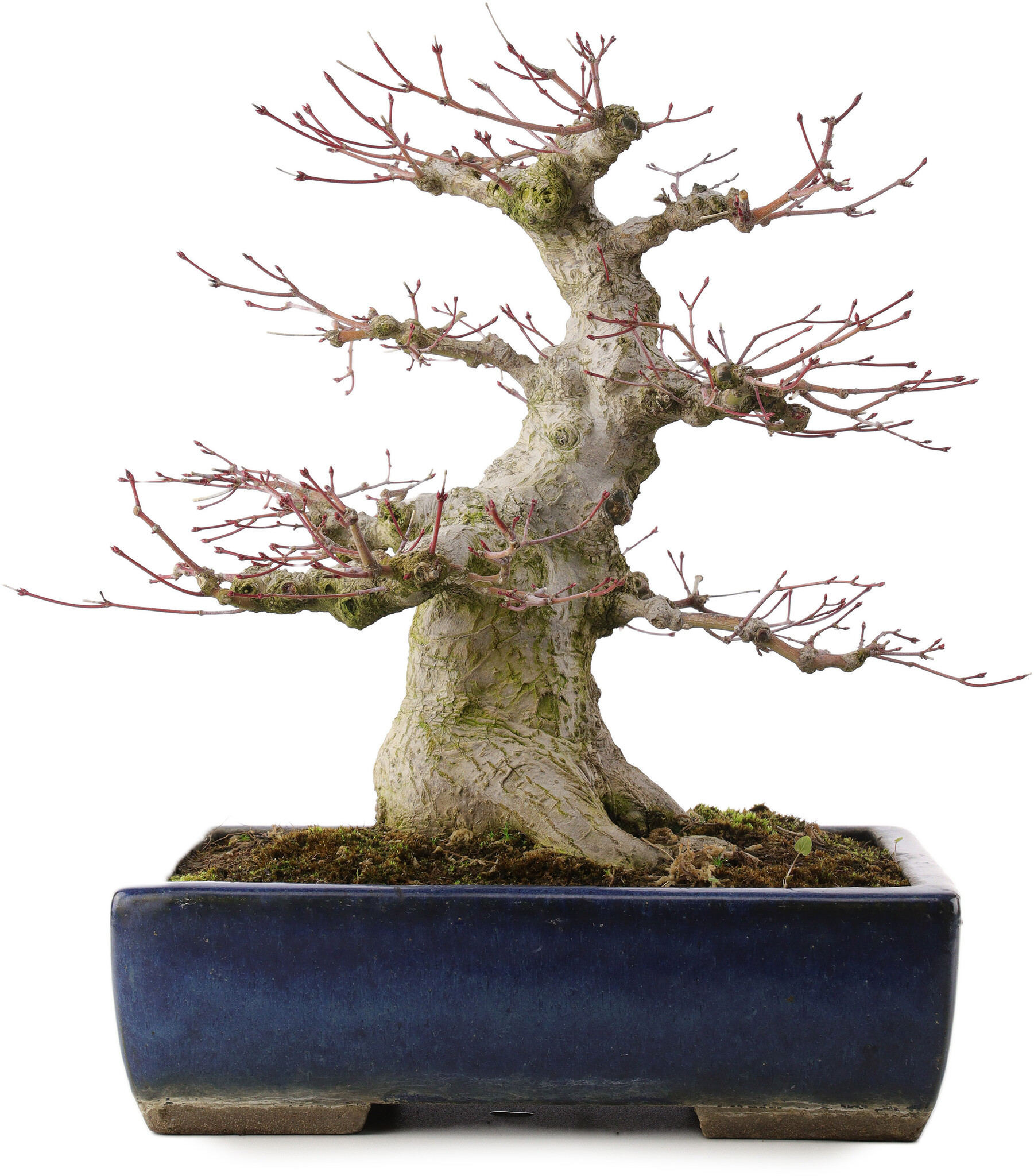 Acer palmatum, 33 cm, ± 40 Jahre alt, in einem handgefertigten ...