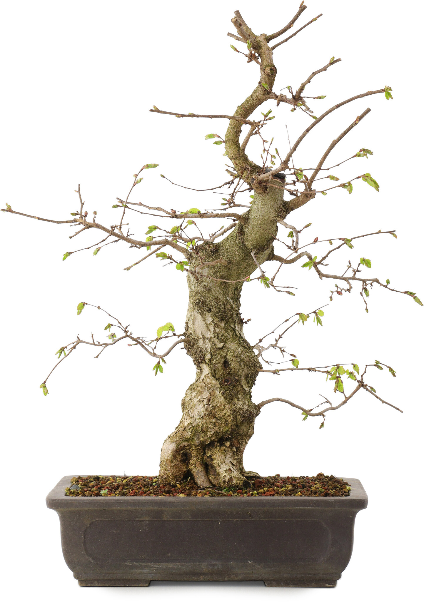 Carpinus coreana, 52 cm, ± 20 years old - Bonsai Plaza