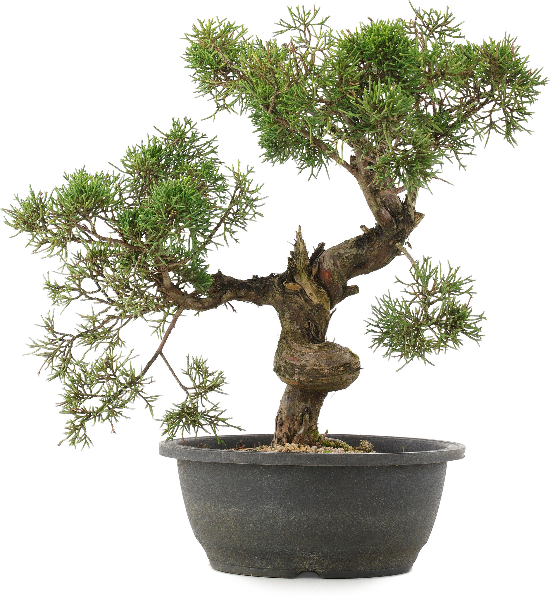 Juniperus chinensis, 34 cm, ± 25 years old - Bonsai Plaza