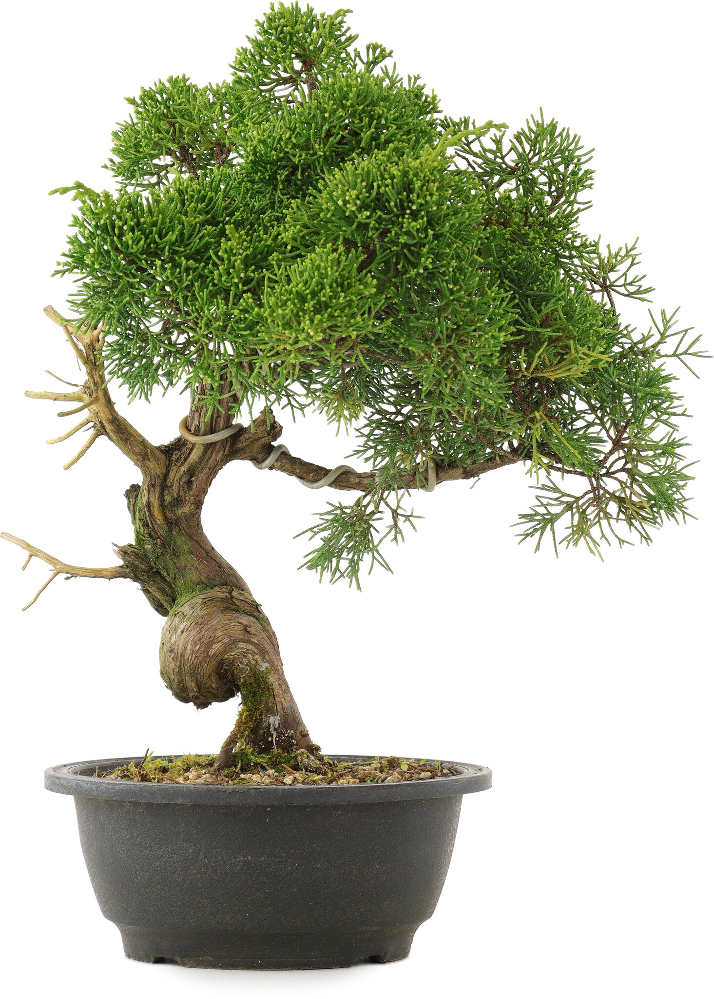 Juniperus chinensis, 33,5 cm, ± 25 years old - Bonsai Plaza