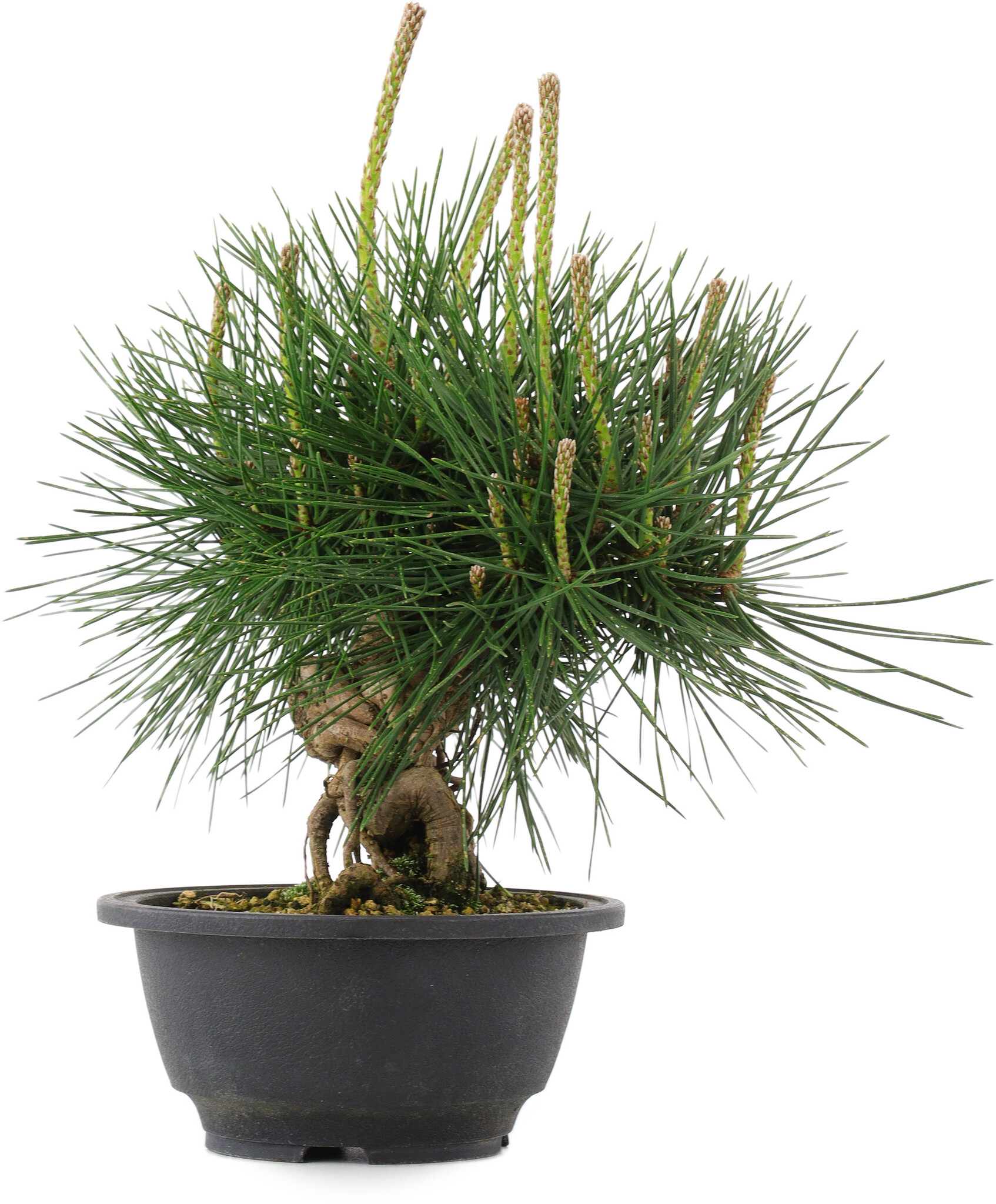 Pinus thunbergii, 22 cm, ± 18 years old - Bonsai Plaza