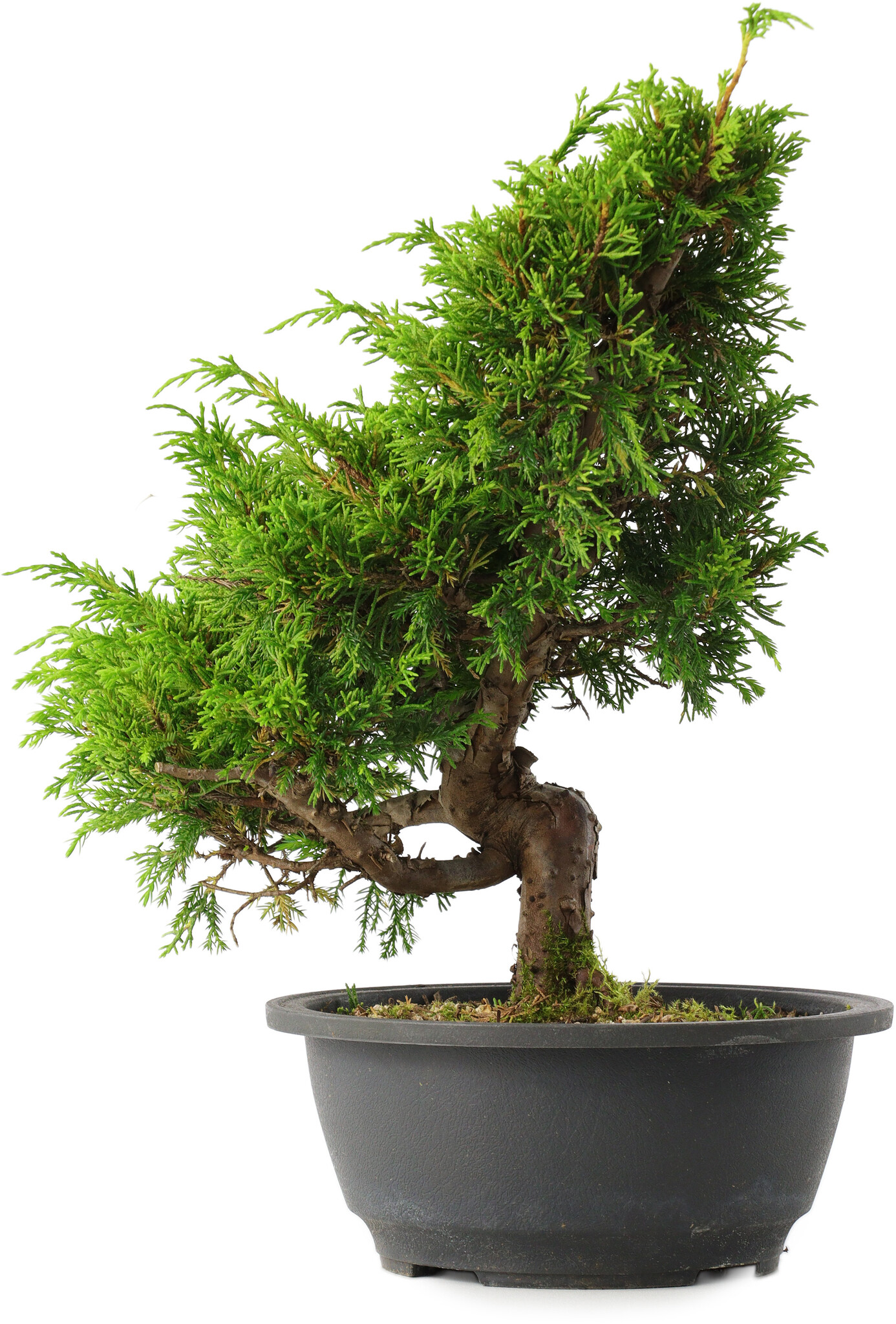 Juniperus chinensis, 29 cm, ± 15 years old - Bonsai Plaza