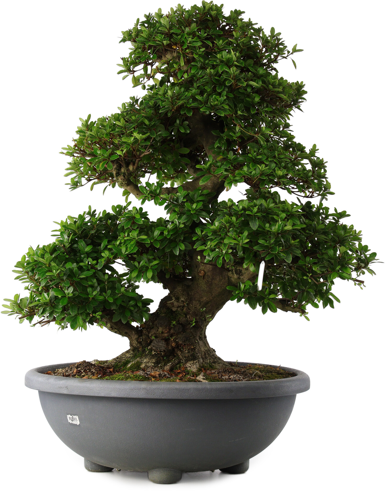 Rhododendron indicum, 73 cm, ± 30 años, con flores rosadas - Bonsai Plaza