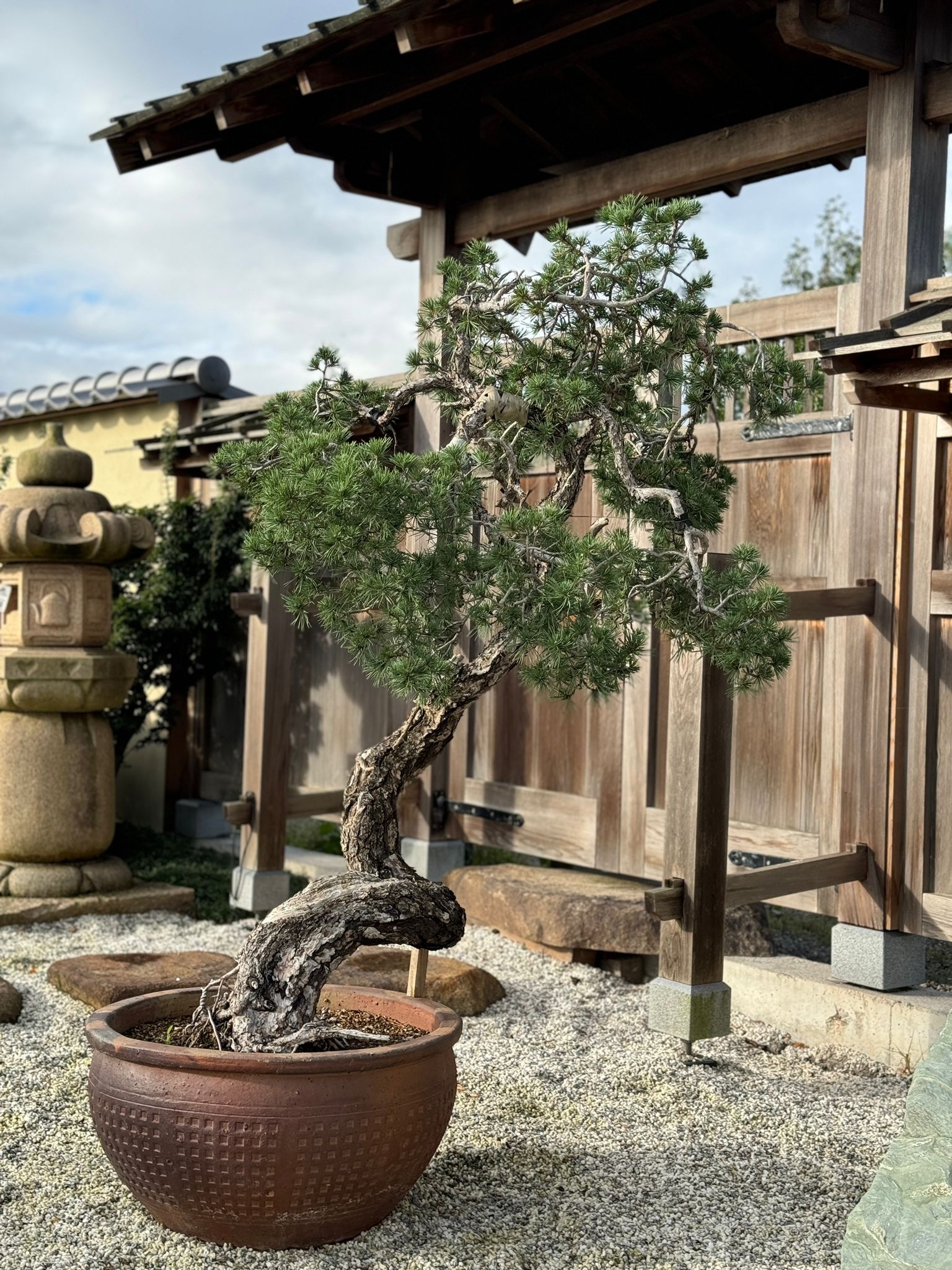 Pinus sylvestris, 160 cm, ± 100 years old, personally grown and shaped ...