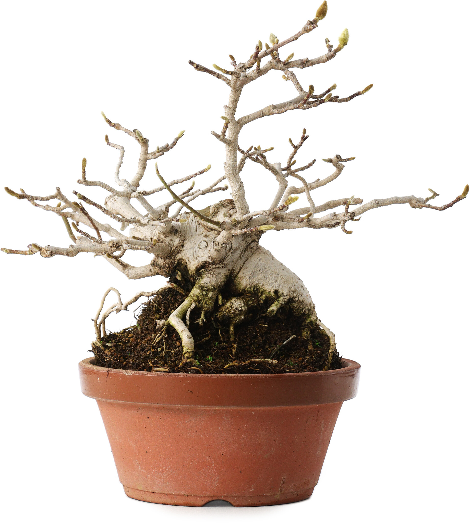 Magnolia stellata, 23,5 cm, ± 20 years old - Bonsai Plaza