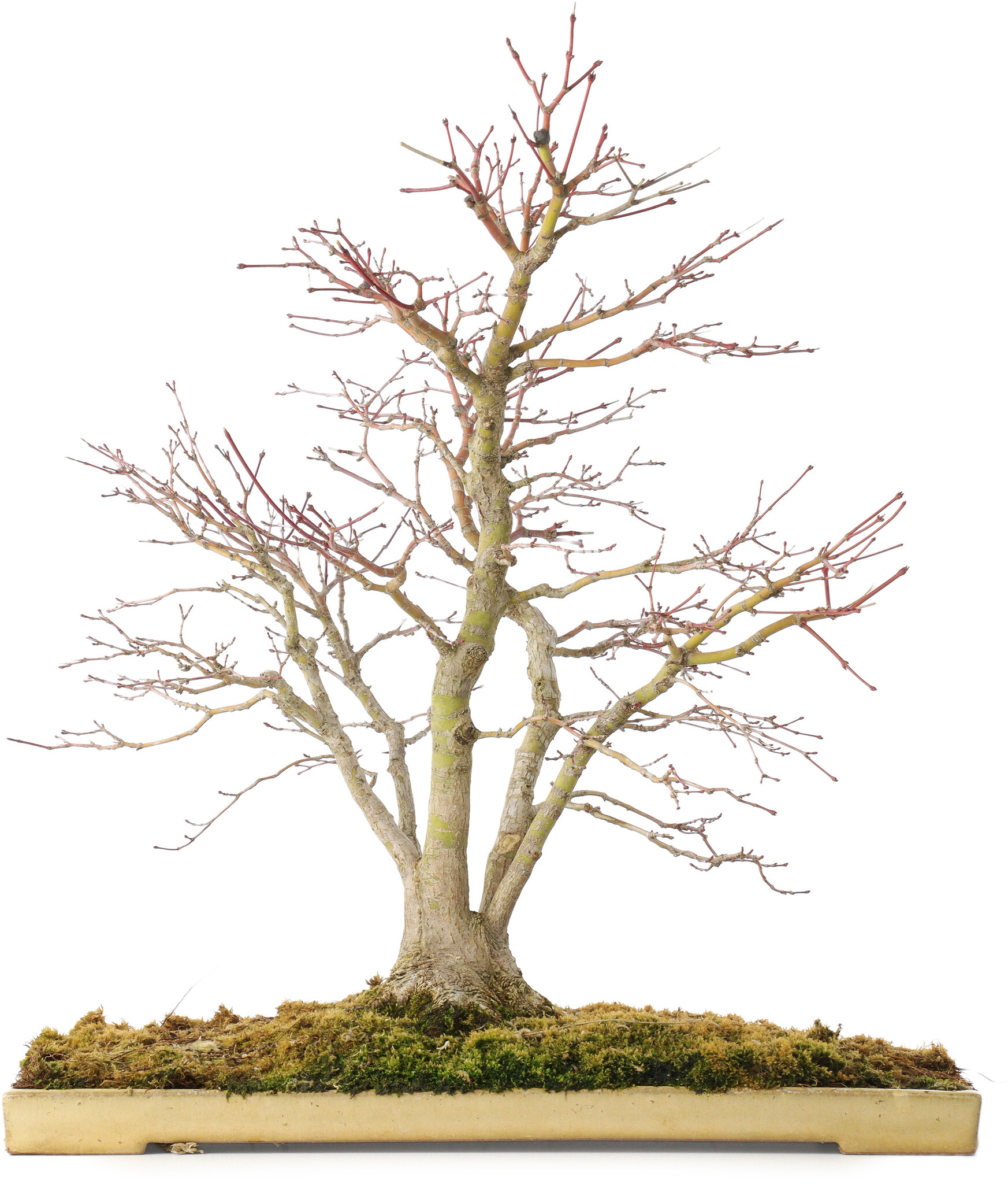 Acer palmatum, 43,5 cm, ± 20 Jahre alt, in einem handgefertigten ...