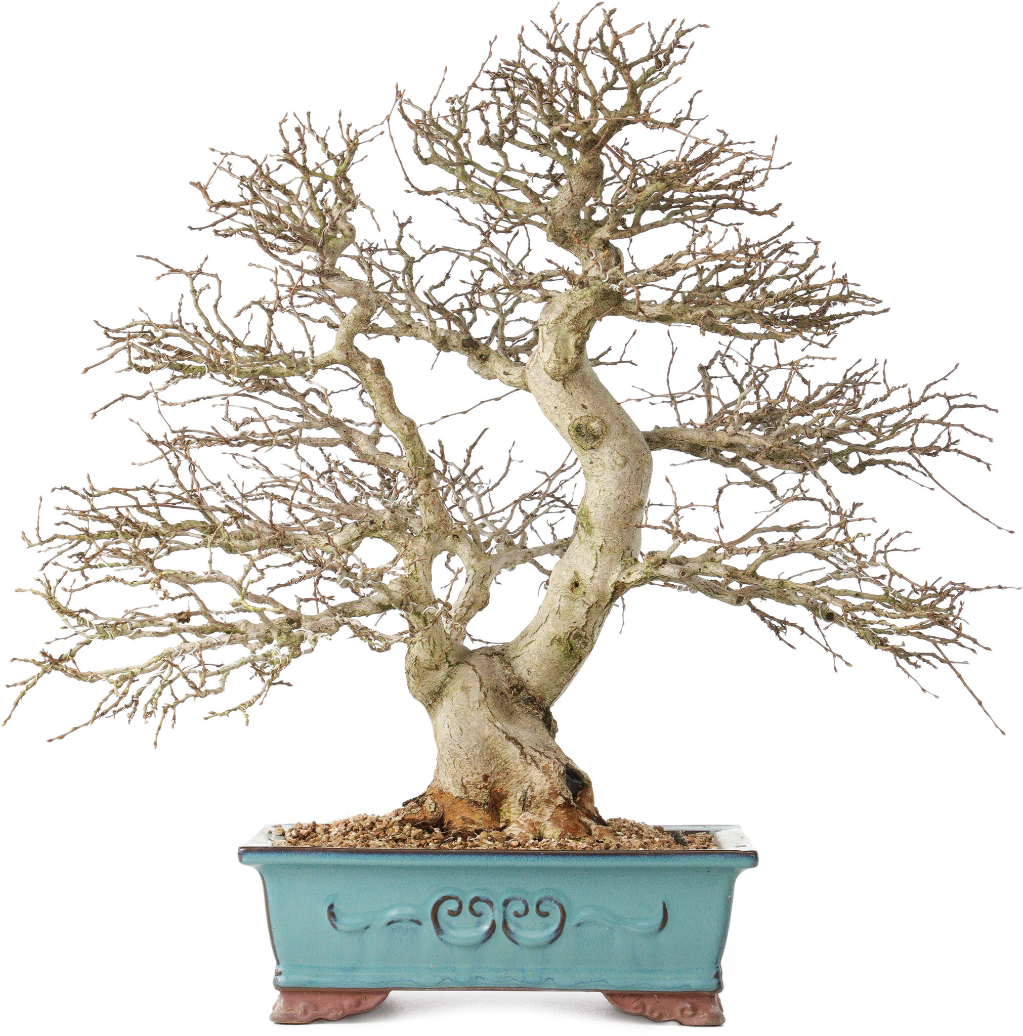 Carpinus coreana, 48 cm, ± 40 years old, with a beautiful ramification ...
