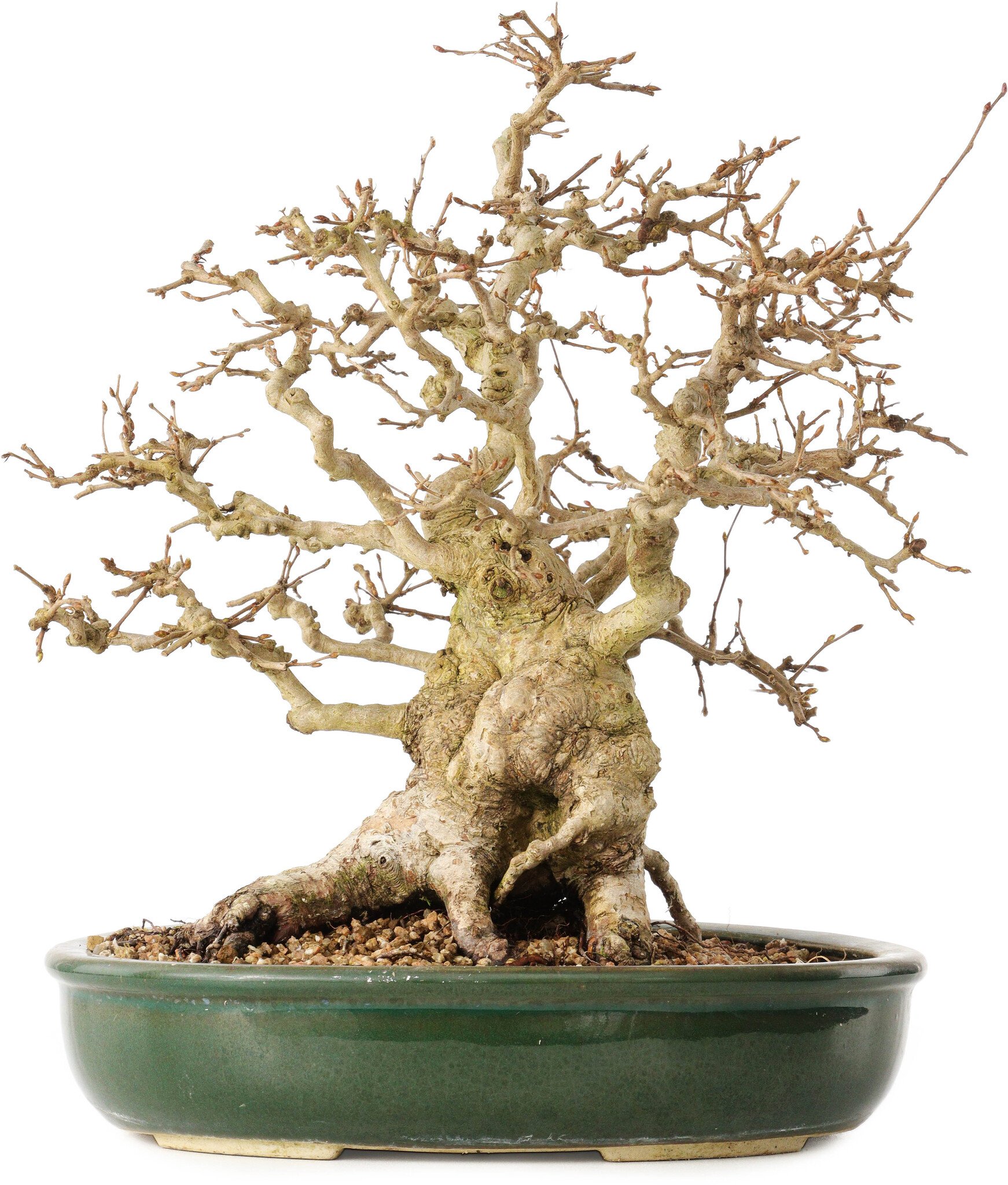 Carpinus coreana, 29 cm, ± 40 years old - Bonsai Plaza