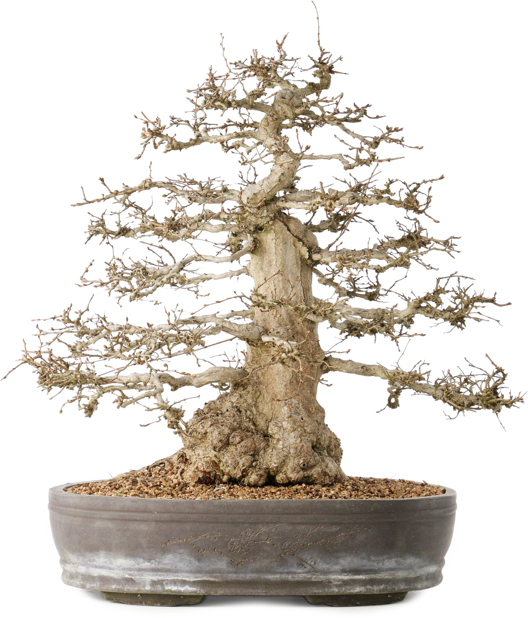 Carpinus coreana, 44 cm, ± 60 years old - Bonsai Plaza