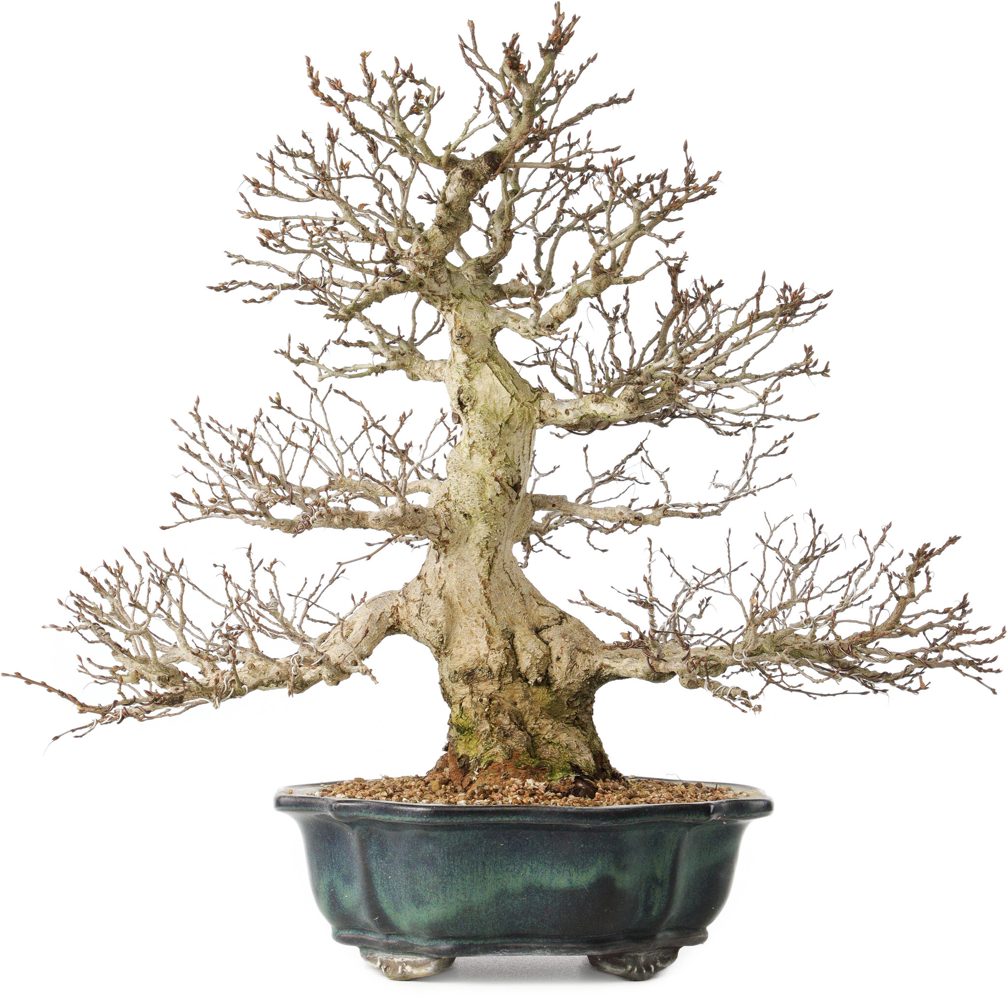 Carpinus coreana, 46 cm, ± 60 years old, with an exceptionally ...
