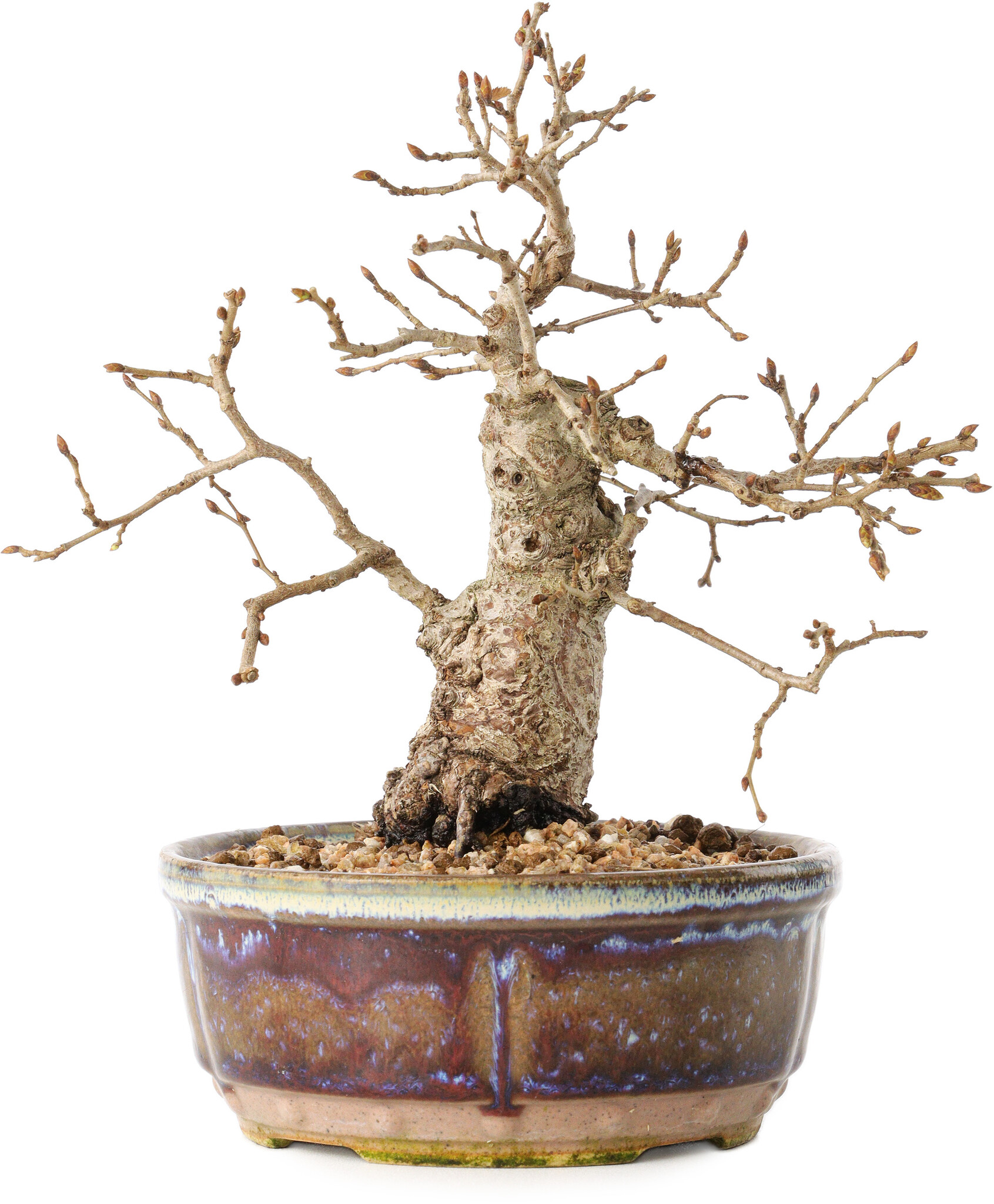 Carpinus coreana, 16,5 cm, ± 25 ans, avec un nebari de 5 cm - Bonsai Plaza
