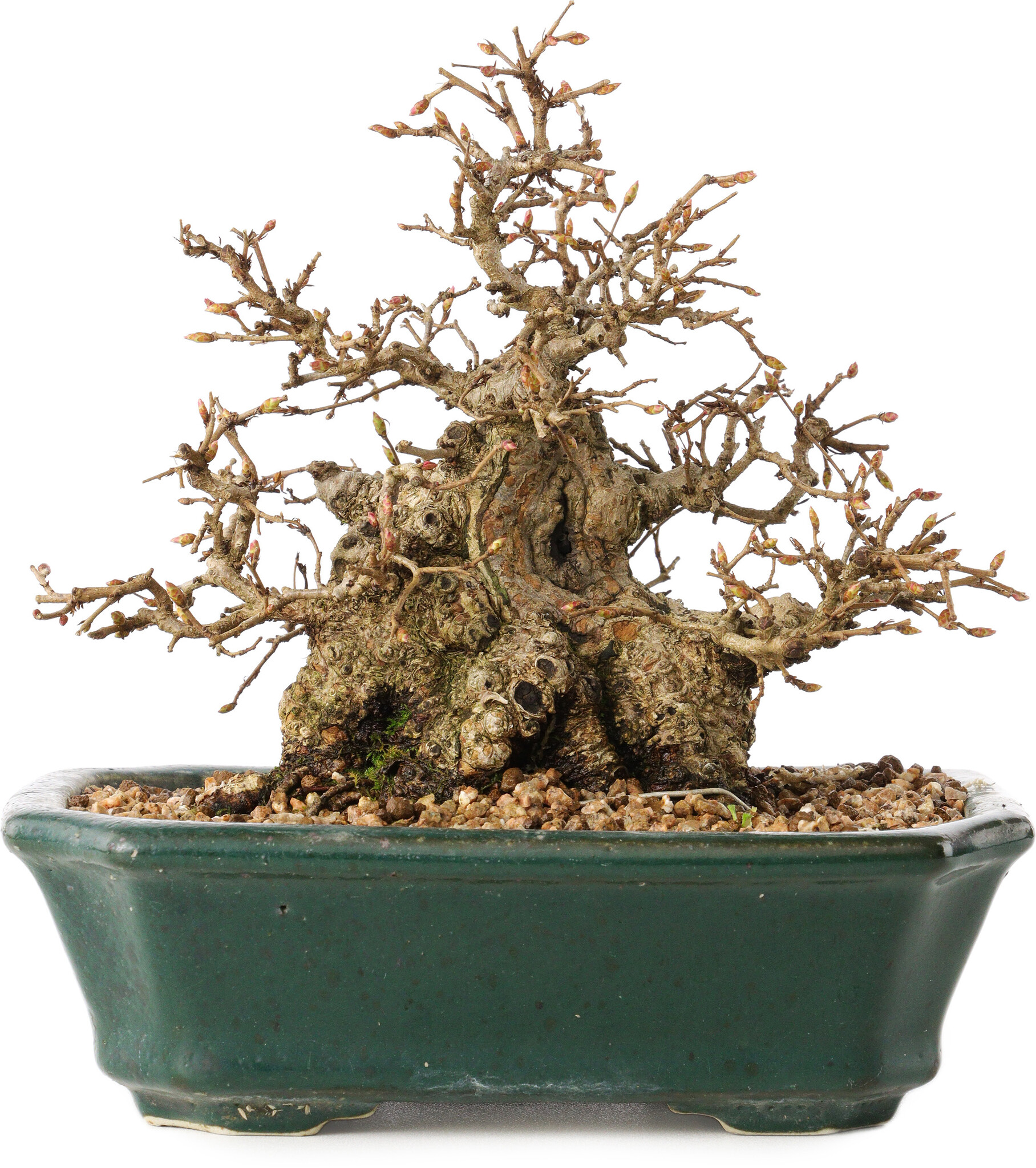 Carpinus coreana, 15 cm, ± 40 years old, in a great shohin shape, with ...