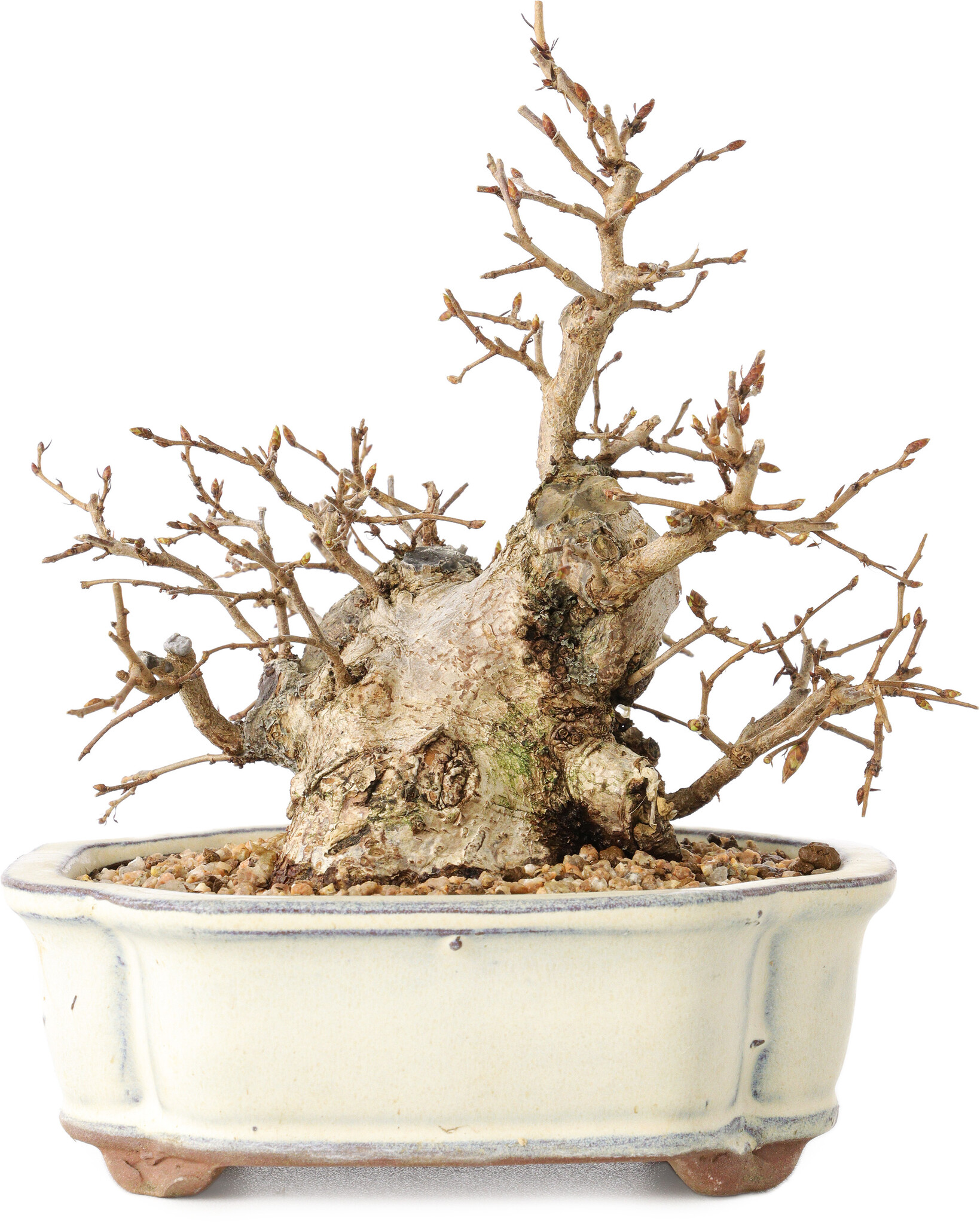 Carpinus coreana, 14 cm, ± 30 años, con un nebari de 7 cm - Bonsai Plaza