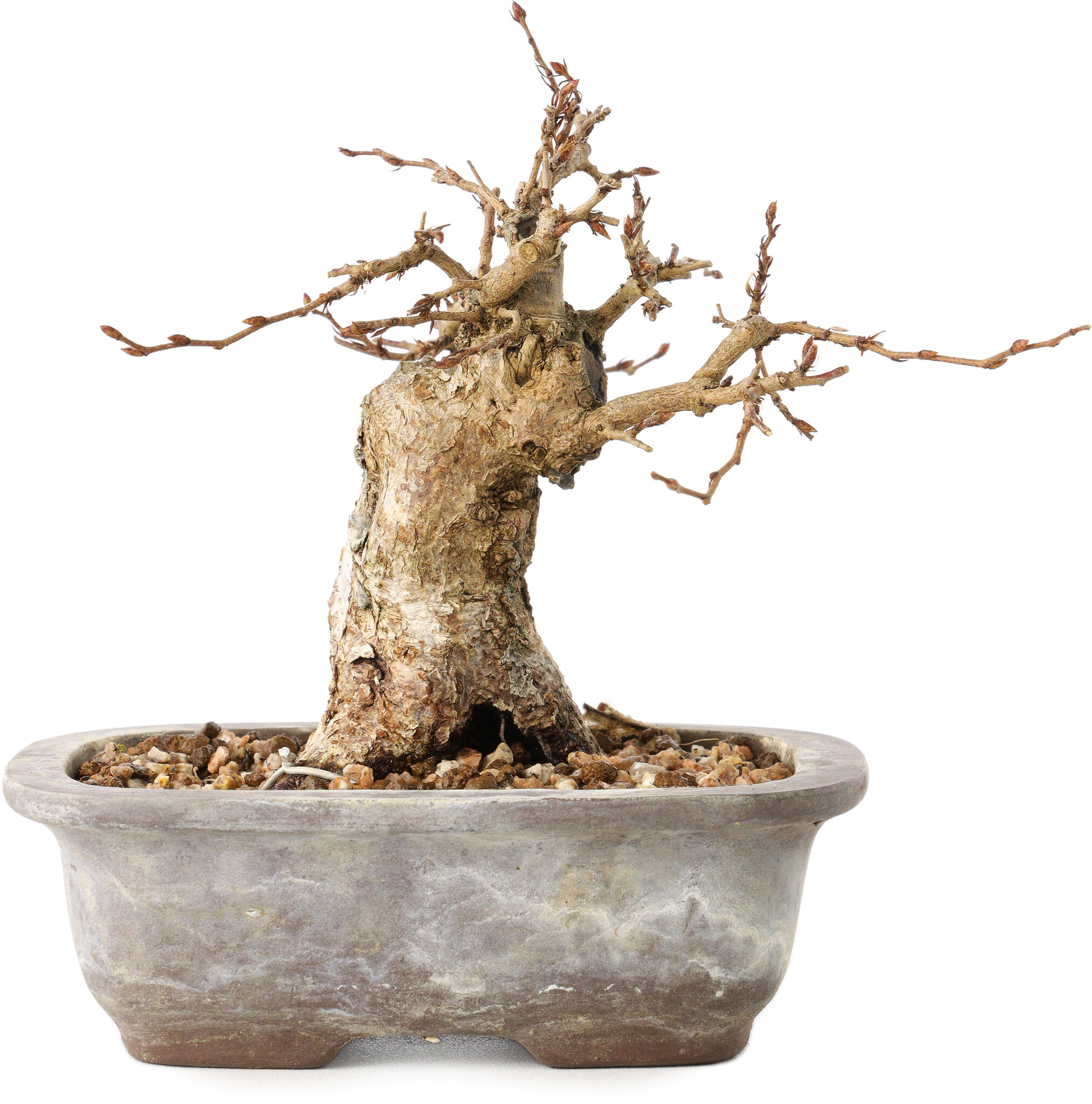 Carpinus coreana, 11 cm, ± 20 years old, with a nebari of 6 cm - Bonsai ...