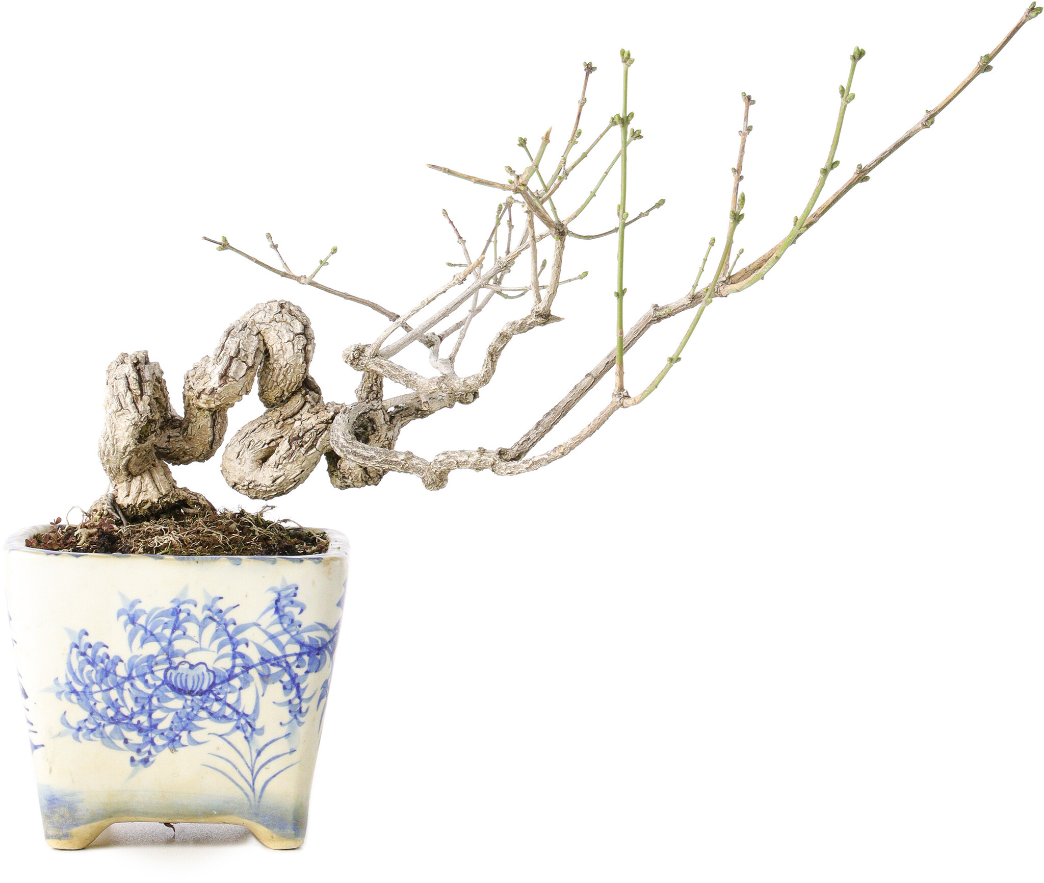 Euonymus alatus, 13 cm, ± 30 años, con un nebari de 4 cm - Bonsai Plaza