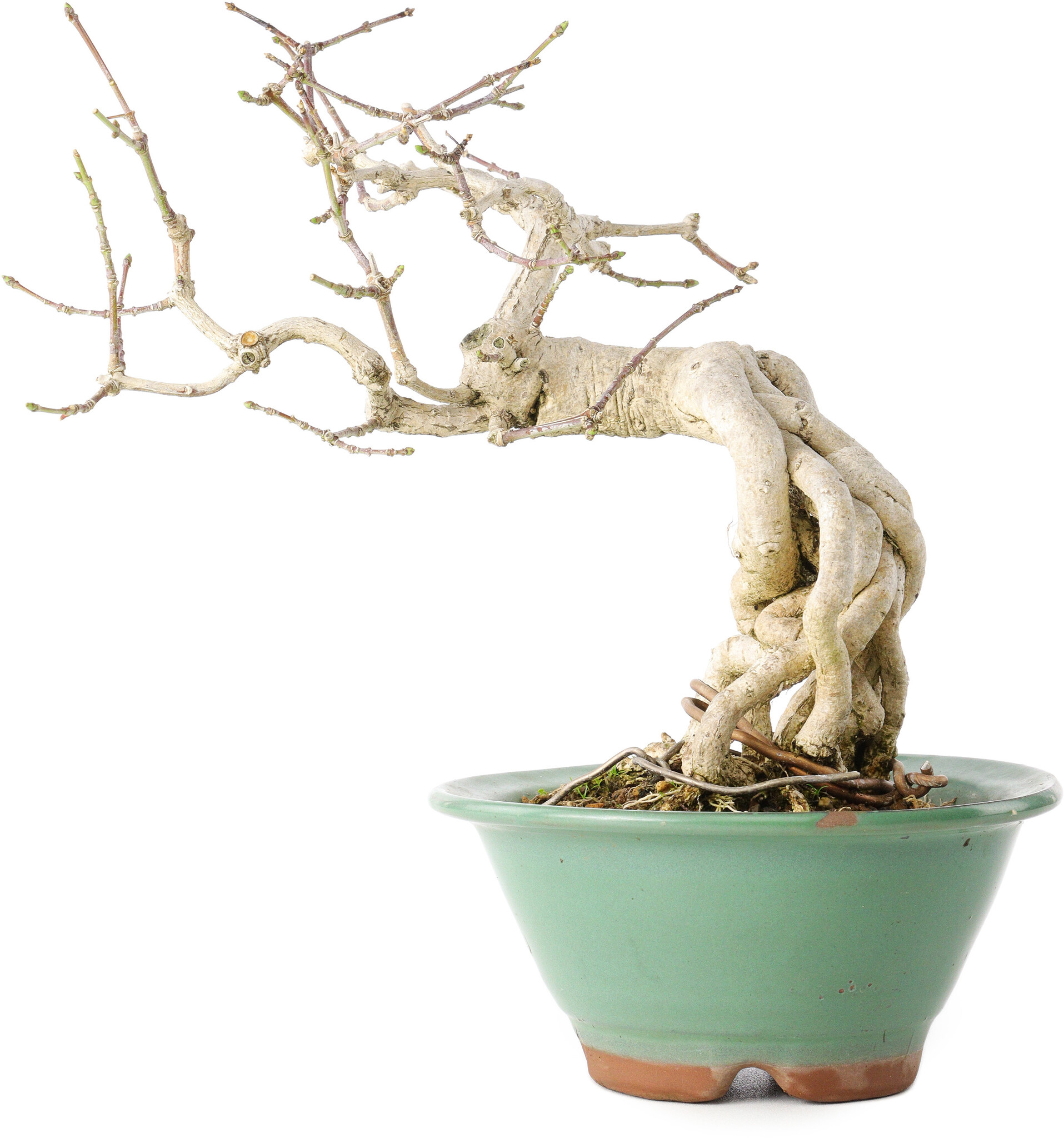 Euonymus alatus, 20 cm, ± 20 ans, avec un nebari de 8 cm - Bonsai Plaza