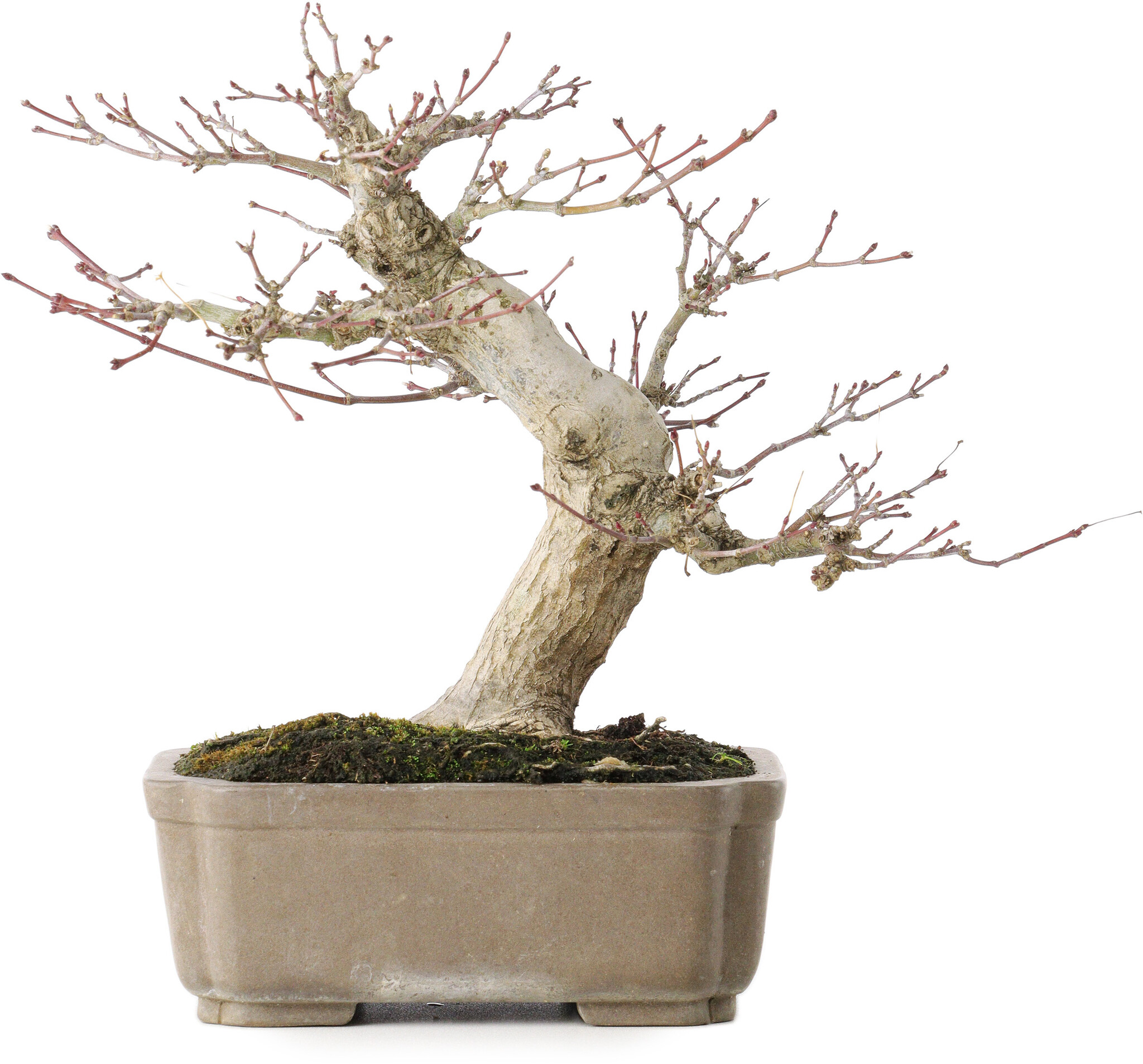 Acer palmatum, 19 cm, ± 30 Jahre alt, mit einem Nebari von 8 cm ...