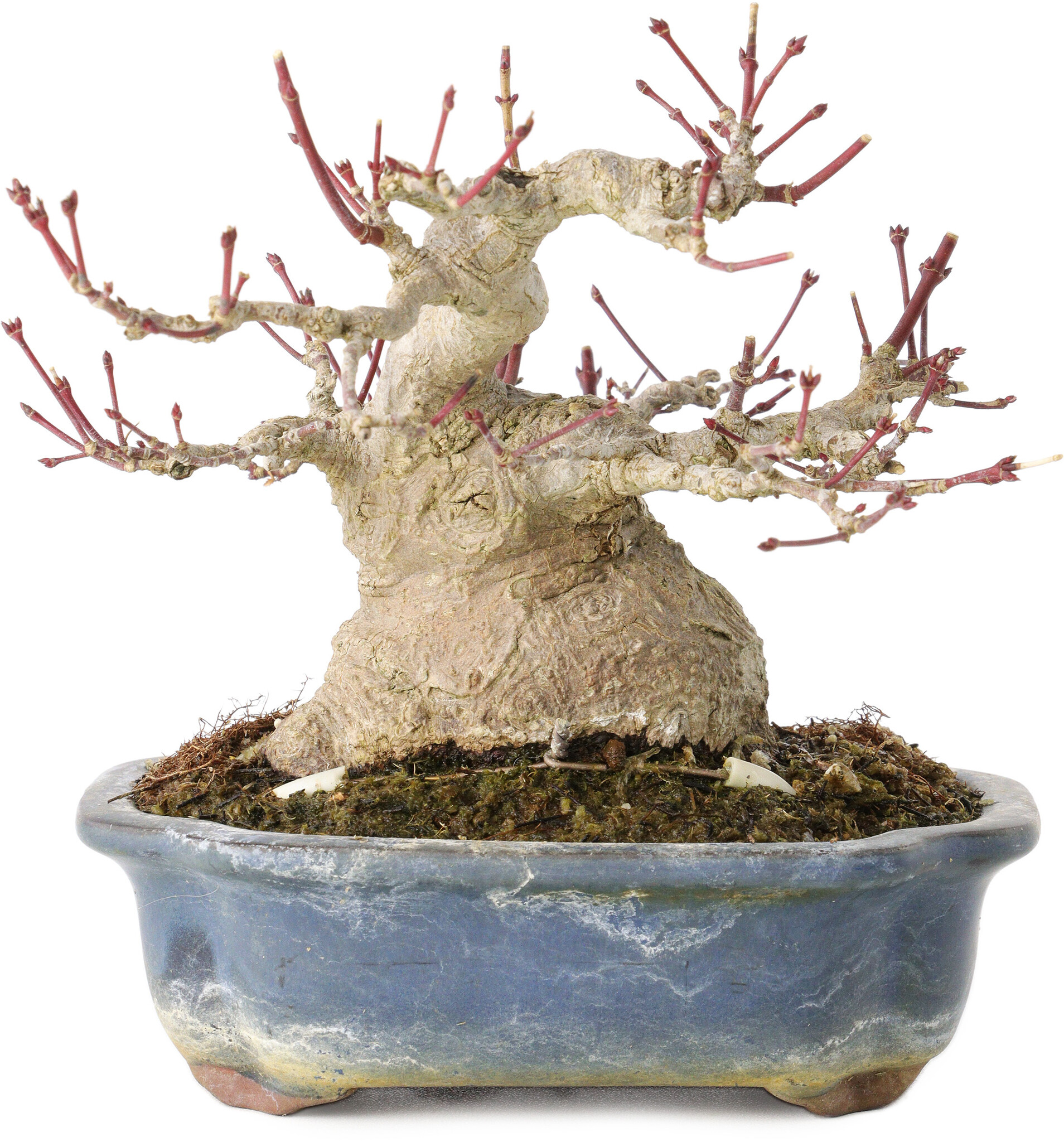 Acer palmatum, 13 cm, ± 30 Jahre alt, mit einem Nebari von 10 cm - Bonsai Plaza
