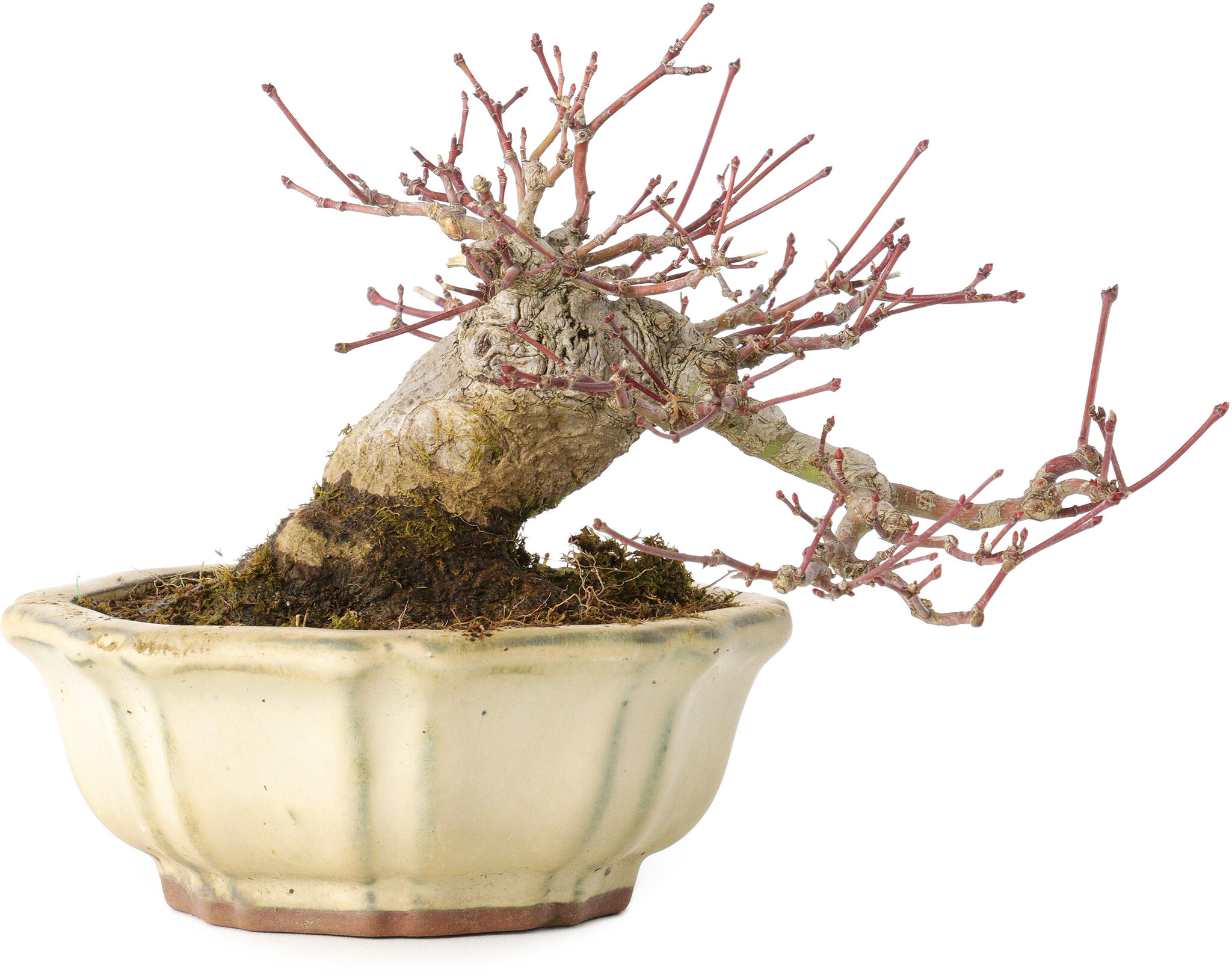 Acer palmatum, 12 cm, ± 30 Jahre alt, mit einem Nebari von 9 cm ...