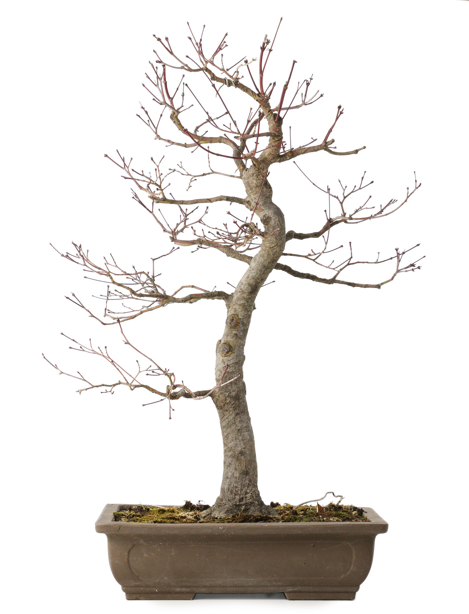 Acer palmatum, 58 cm, ± 30 Jahre alt, mit einem Nebari von 12 cm ...