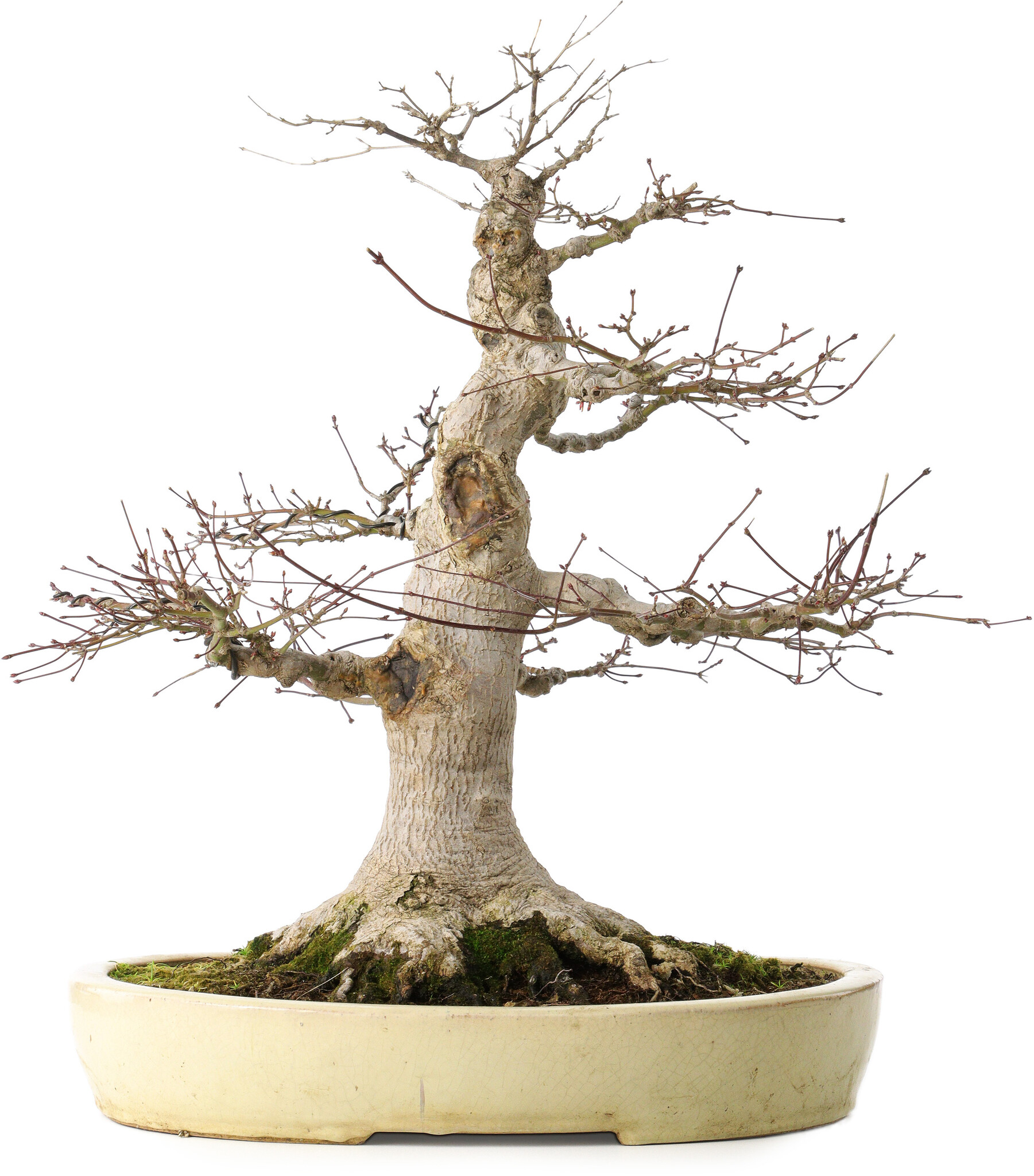 Acer palmatum, 50 cm, ± 30 Jahre alt, mit einem Nebari von 25 cm ...