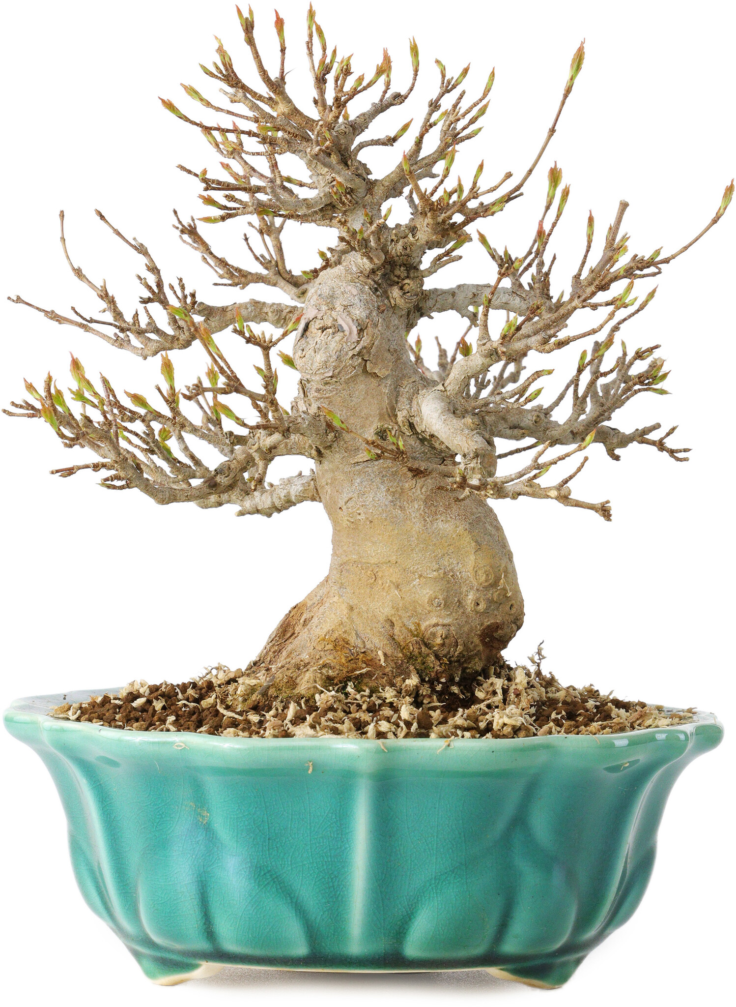 Acer buergerianum, 17 cm, ± 25 anni, con un nebari di 7 cm - Bonsai Plaza