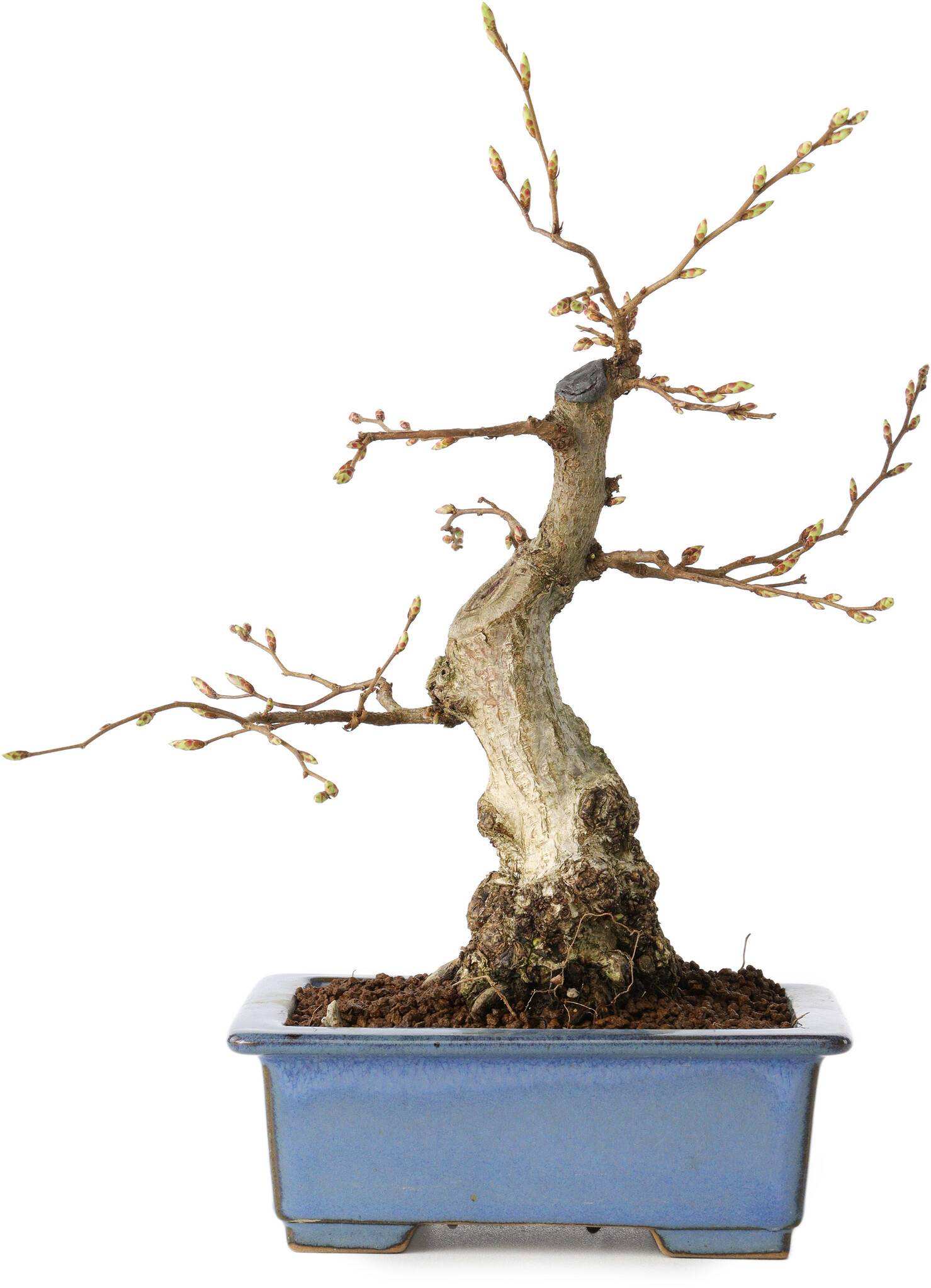 Carpinus coreana, 21 cm, ± 30 years old - Bonsai Plaza