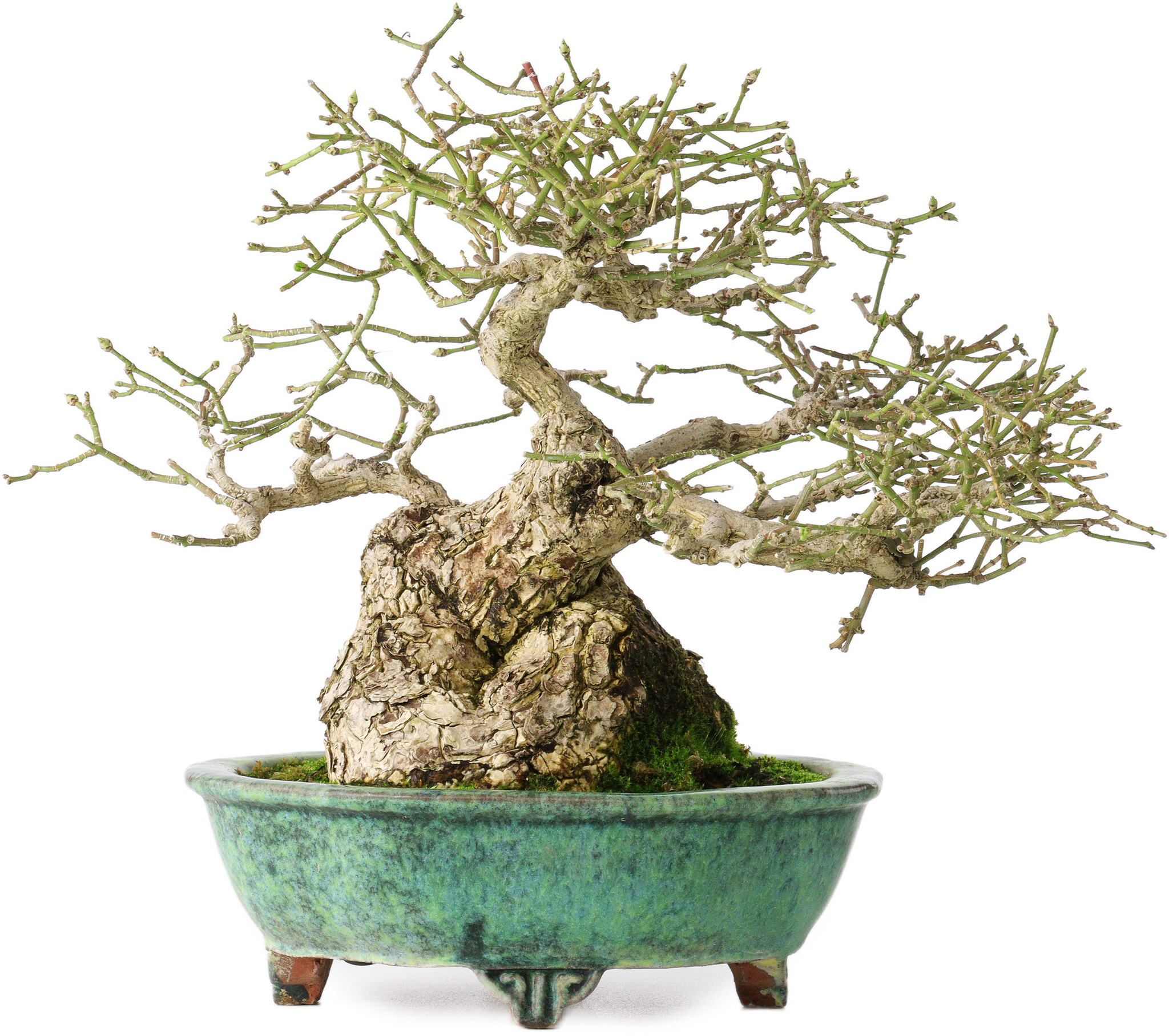 Euonymus alatus, 19 cm, ± 25 years old, in a handmade Japanese pot by ...