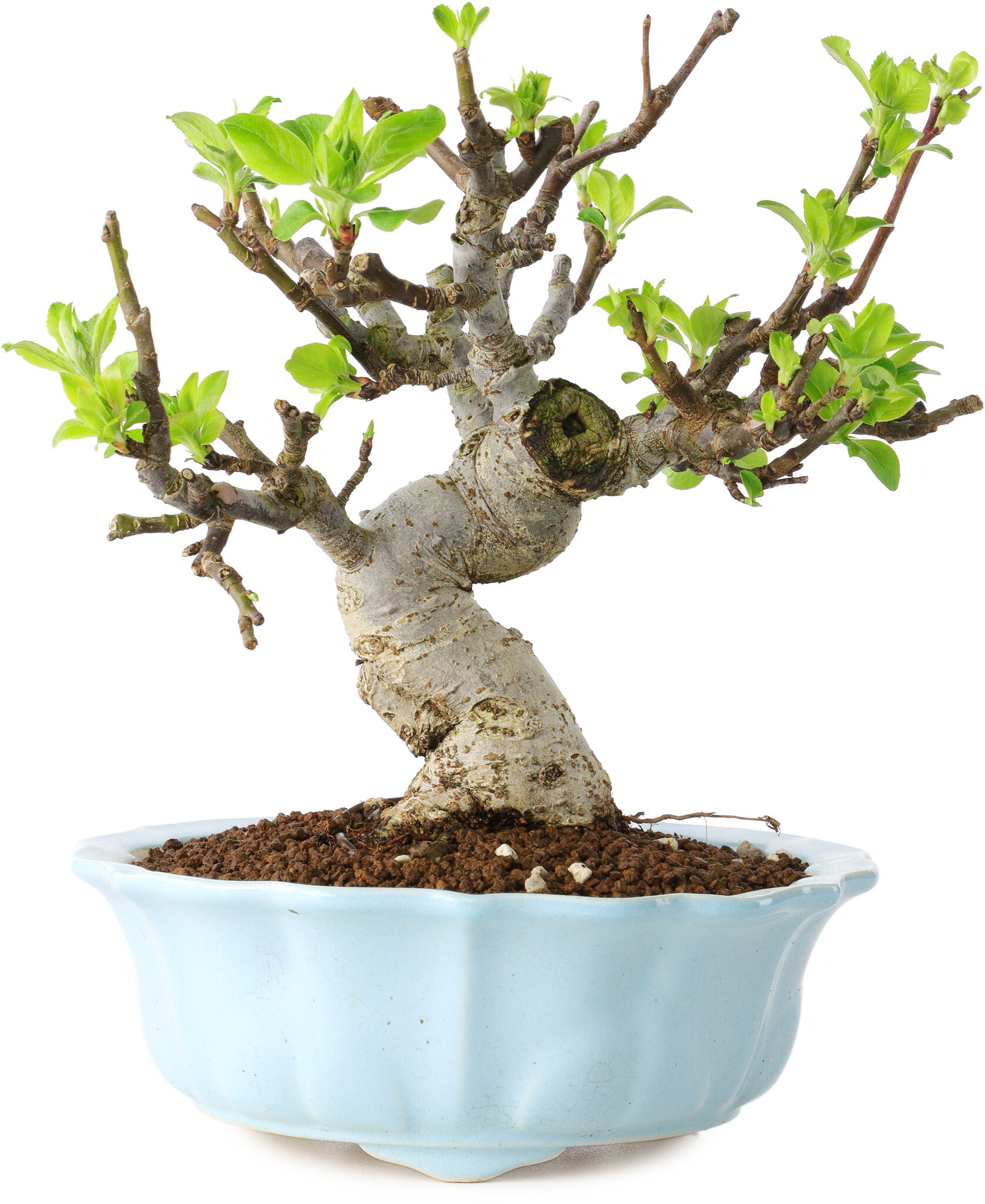 Malus, 18 cm, ± 20 años - Bonsai Plaza