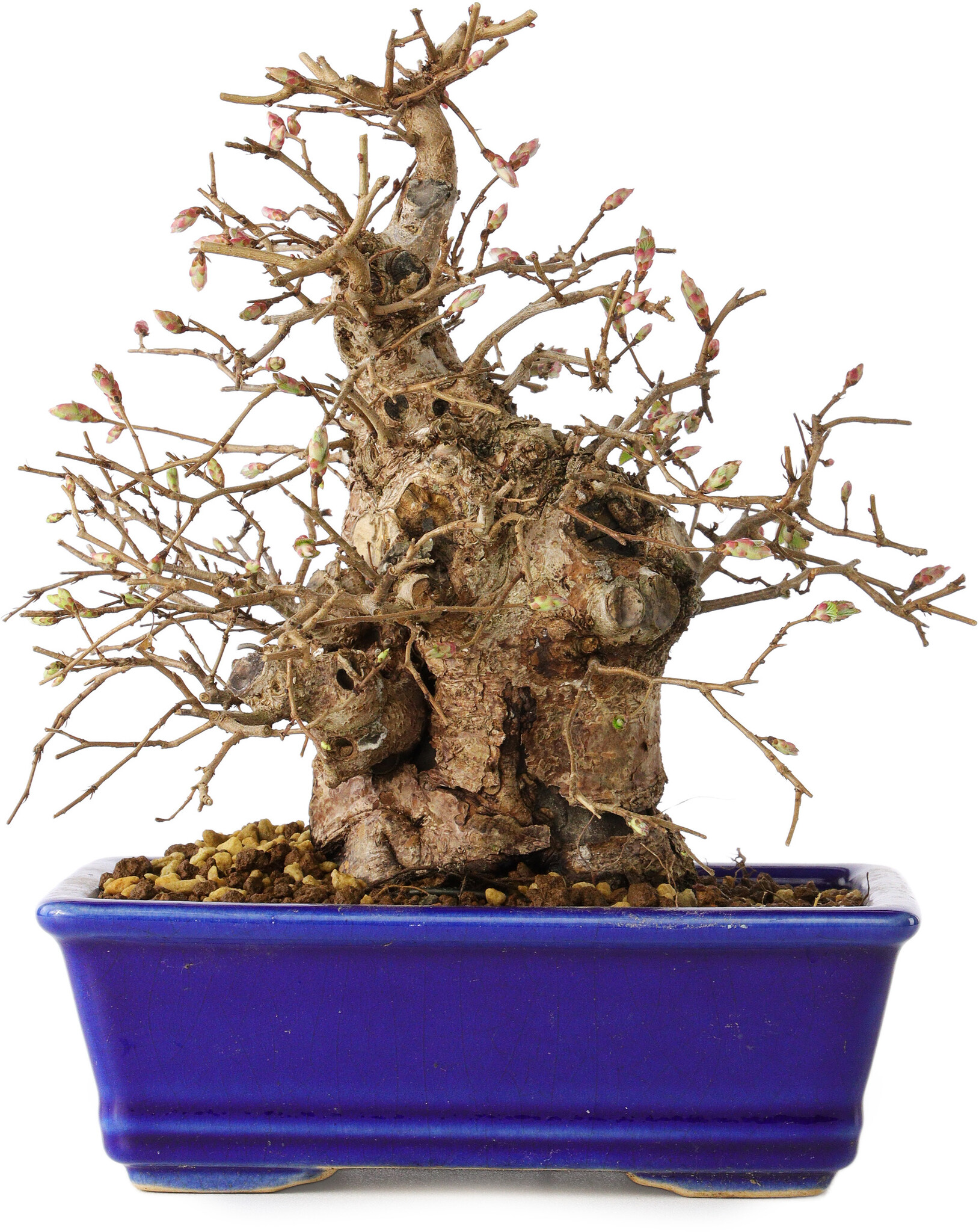 Carpinus coreana, 18 cm, ± 30 years old - Bonsai Plaza