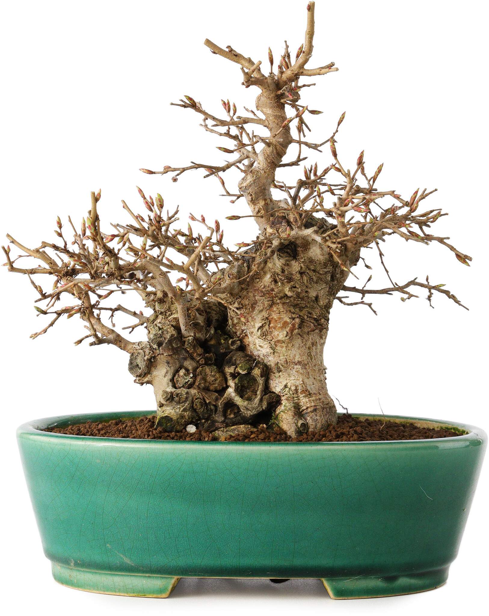 Carpinus coreana, 21 cm, ± 20 years old - Bonsai Plaza
