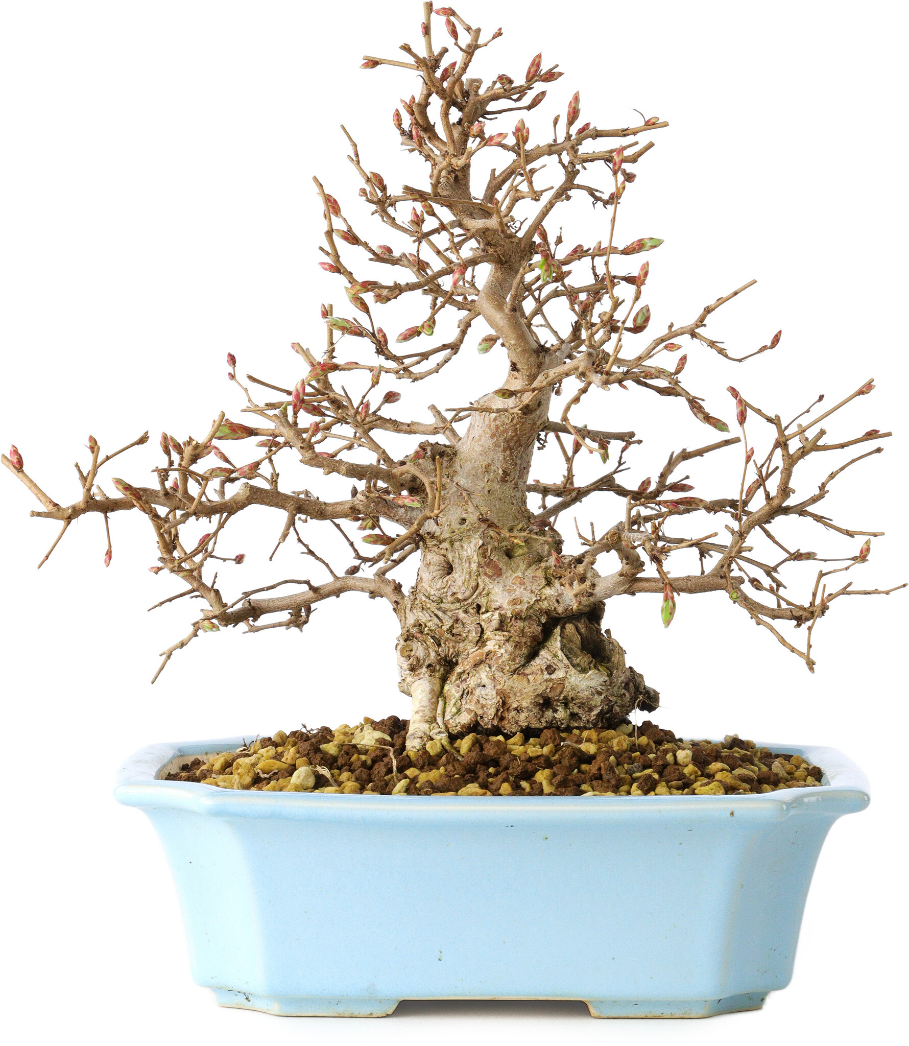 Carpinus coreana, 22 cm, ± 25 years old - Bonsai Plaza
