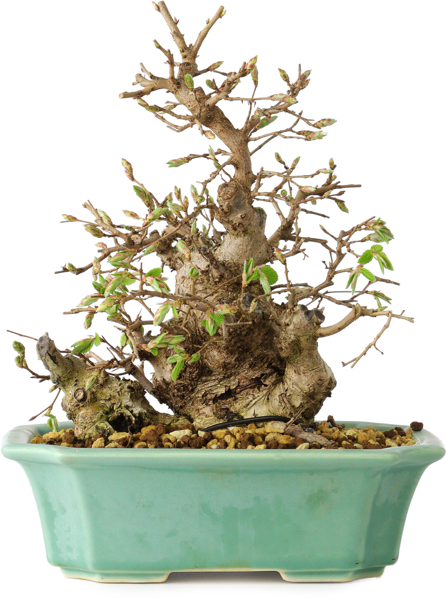 Carpinus coreana, 21 cm, ± 25 years old - Bonsai Plaza