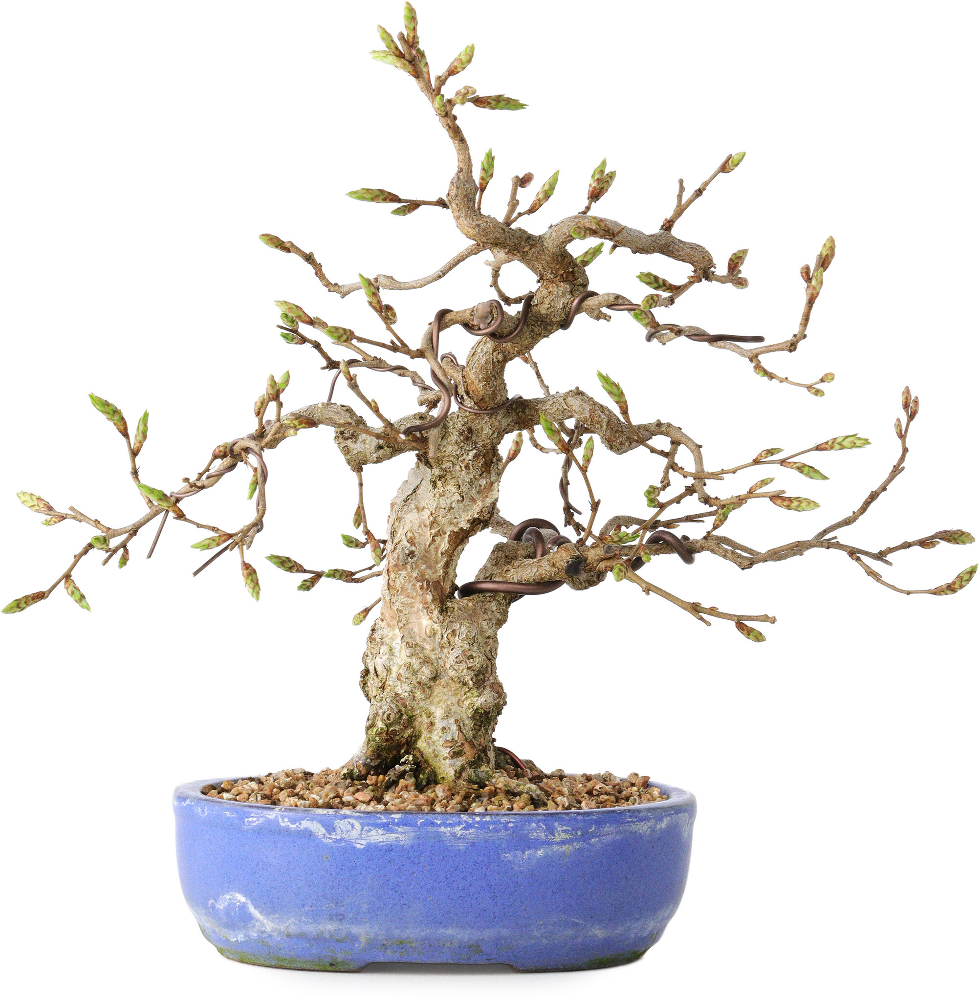 Carpinus coreana, 21 cm, ± 25 years old - Bonsai Plaza