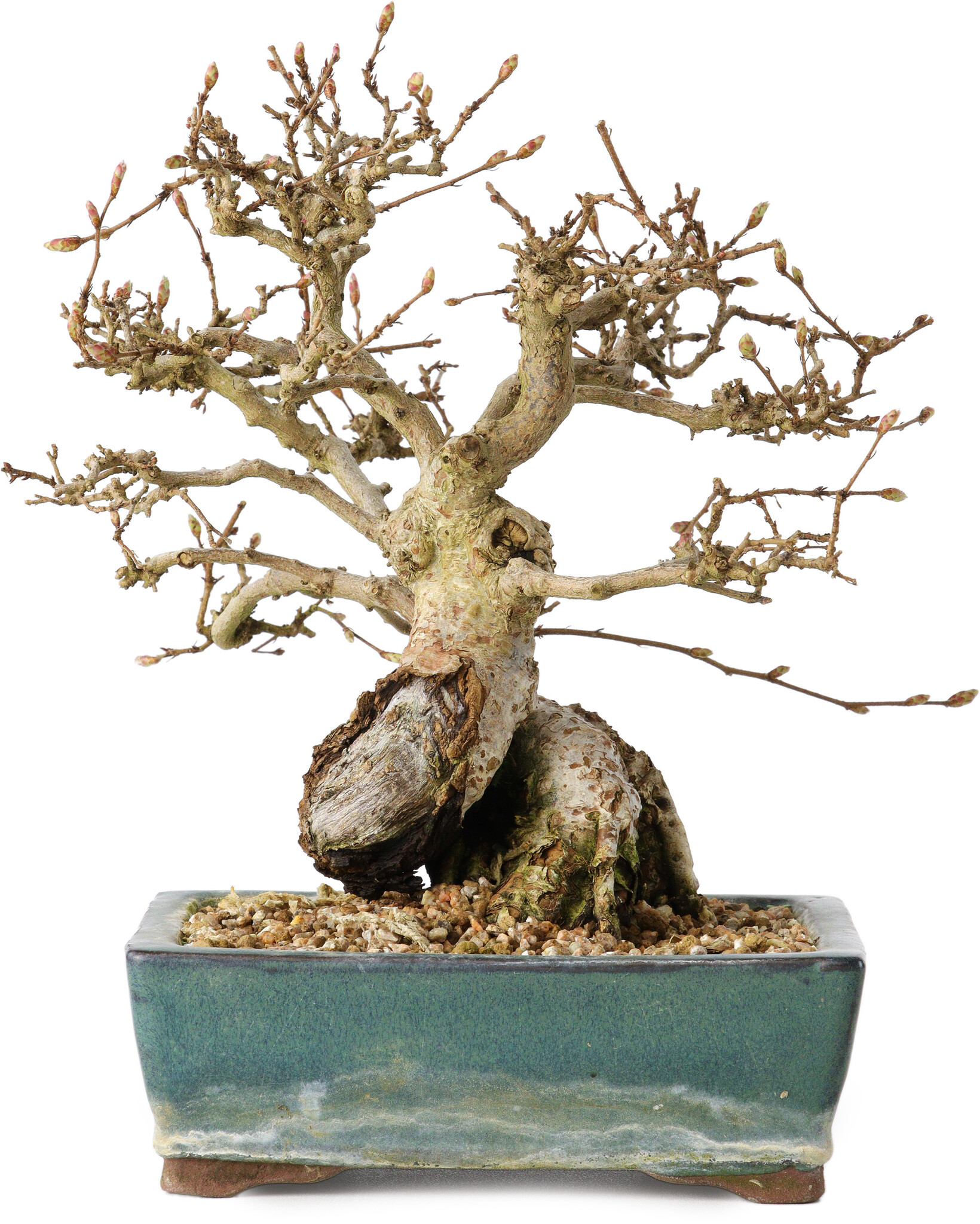 Carpinus coreana, 18 cm, ± 25 years old - Bonsai Plaza