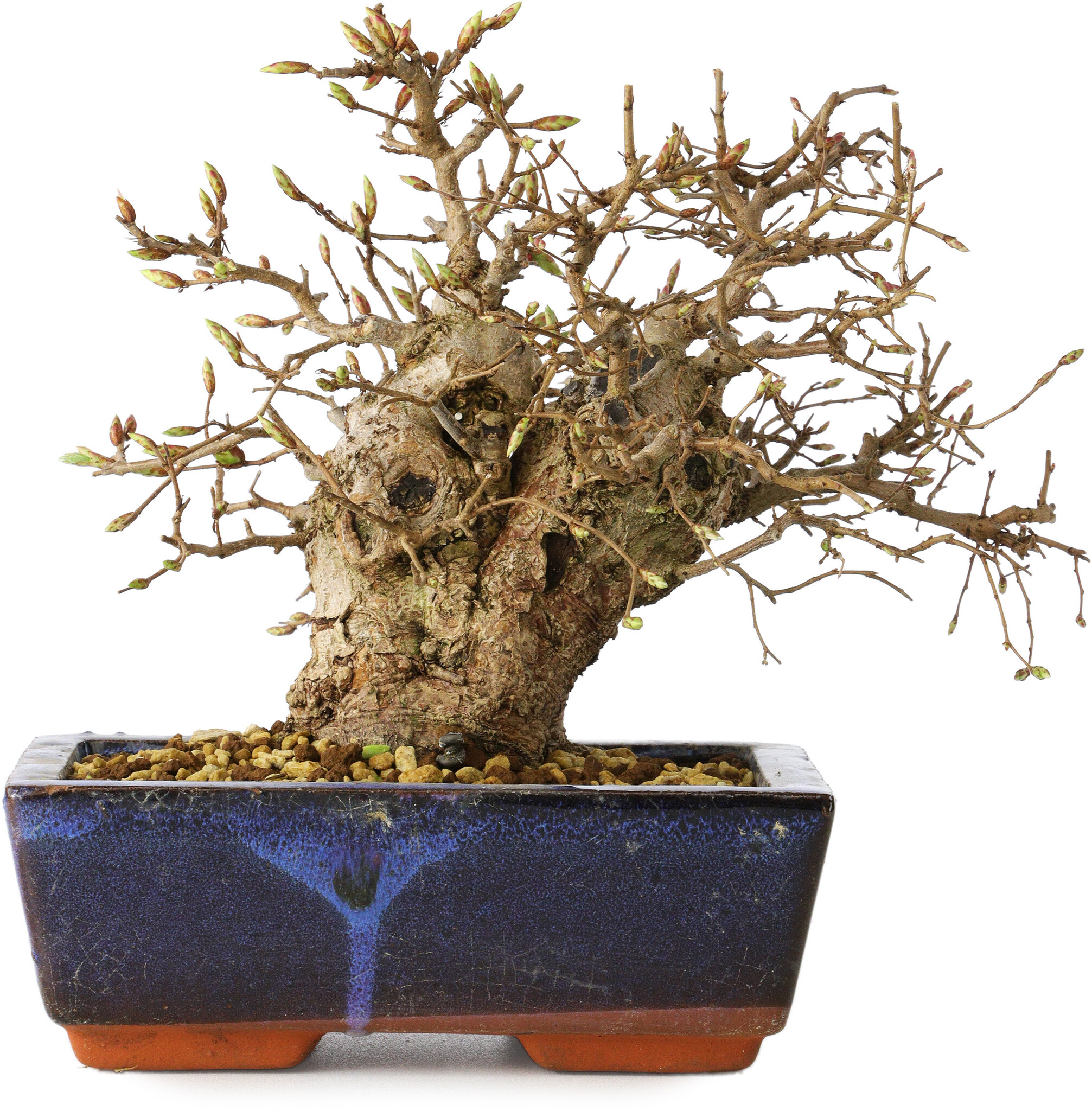 Carpinus coreana, 17 cm, ± 25 years old - Bonsai Plaza