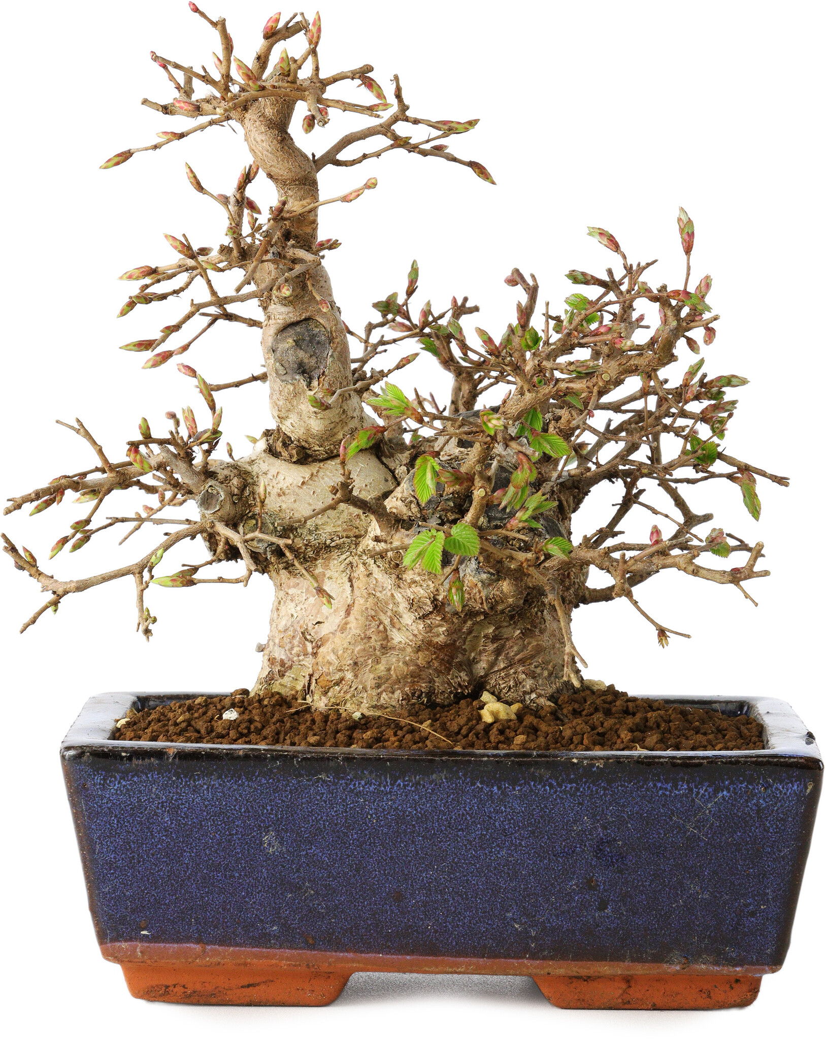 Carpinus coreana, 17 cm, ± 25 years old - Bonsai Plaza