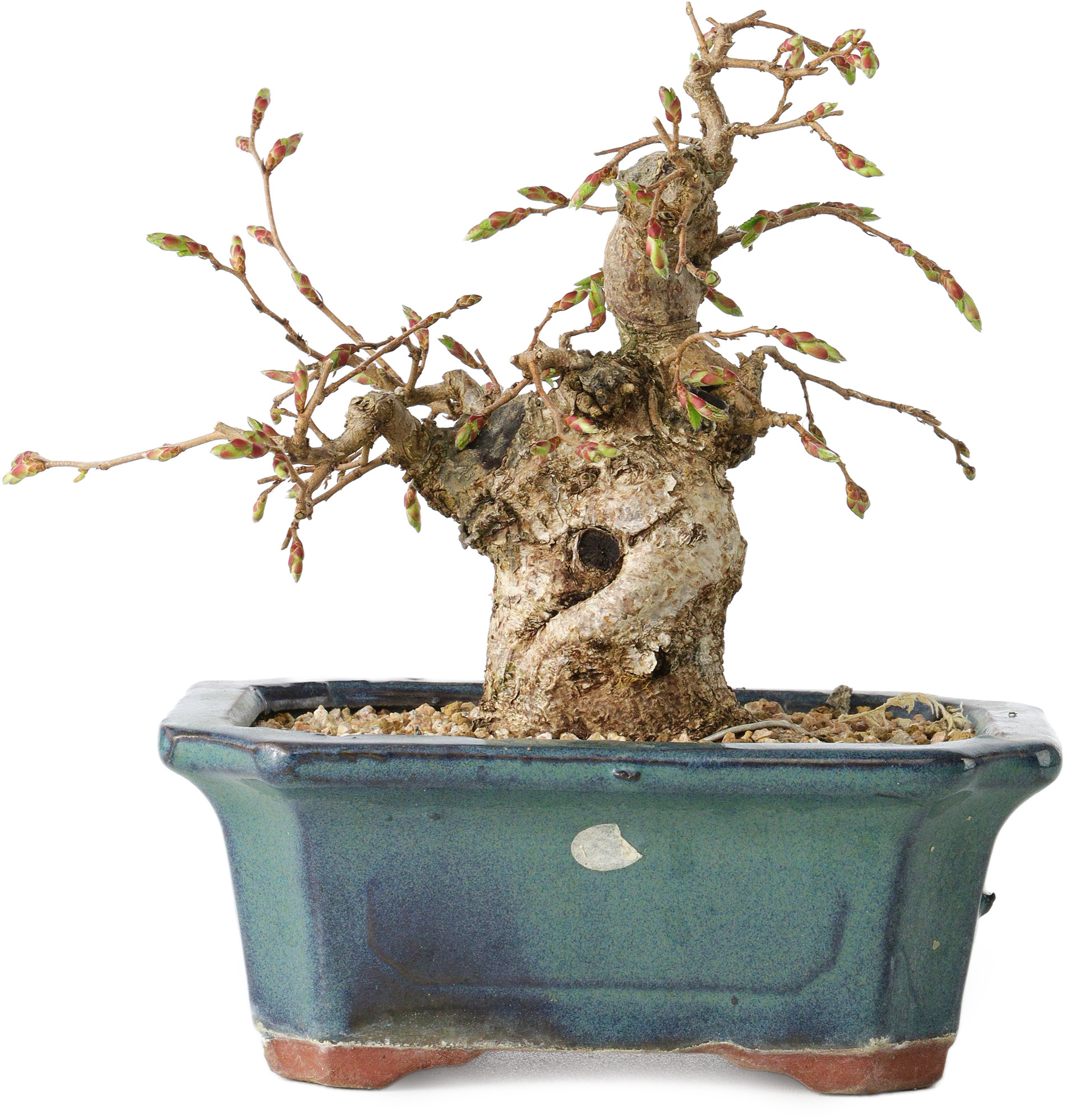 Carpinus coreana, 14 cm, ± 25 years old - Bonsai Plaza