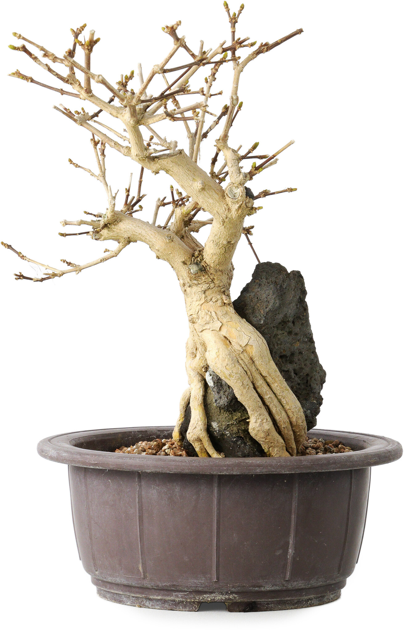 Premna japonica, 24 cm, ± 20 años - Bonsai Plaza