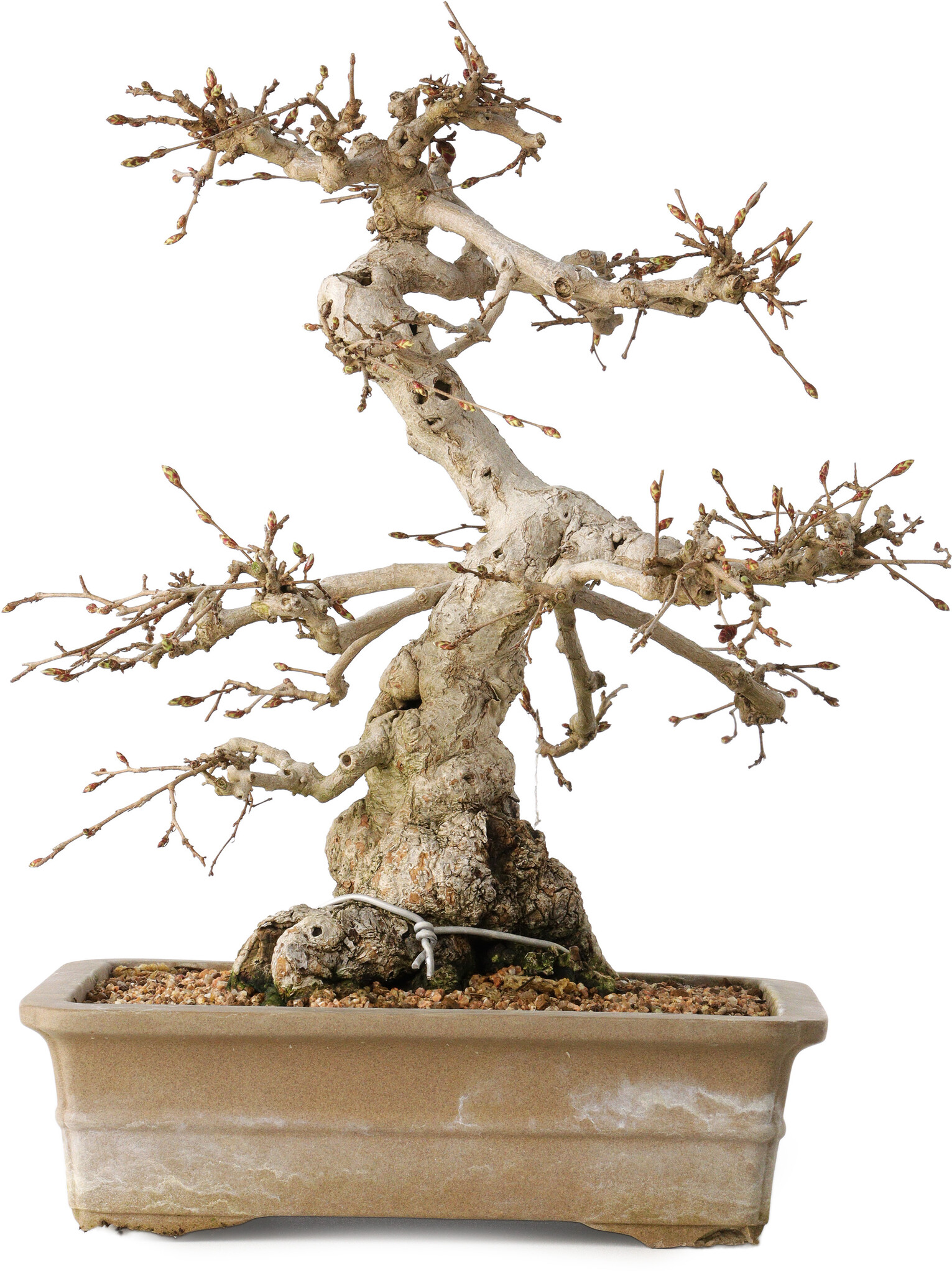 Carpinus coreana, 34 cm, ± 35 years old - Bonsai Plaza