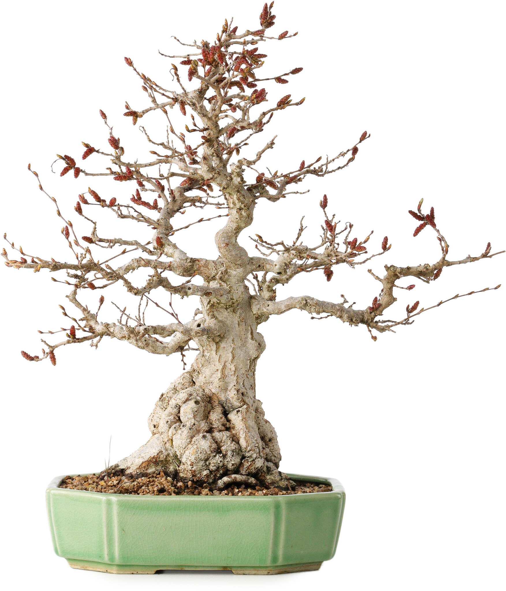 Carpinus coreana, 33 cm, ± 35 years old - Bonsai Plaza