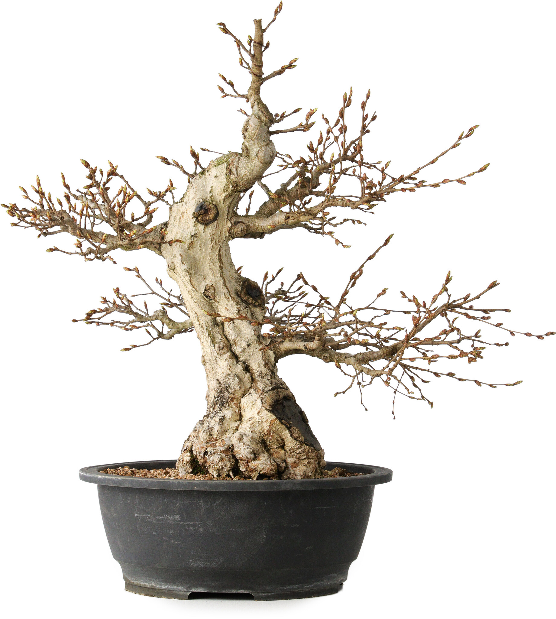 Carpinus coreana, 48 cm, ± 35 years old - Bonsai Plaza