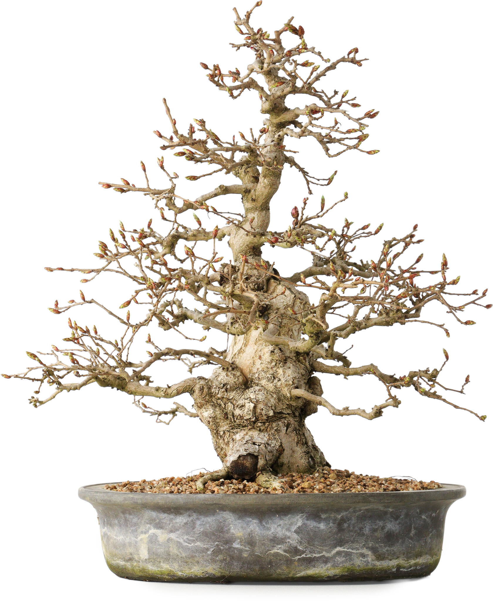 Carpinus coreana, 35 cm, ± 35 years old - Bonsai Plaza