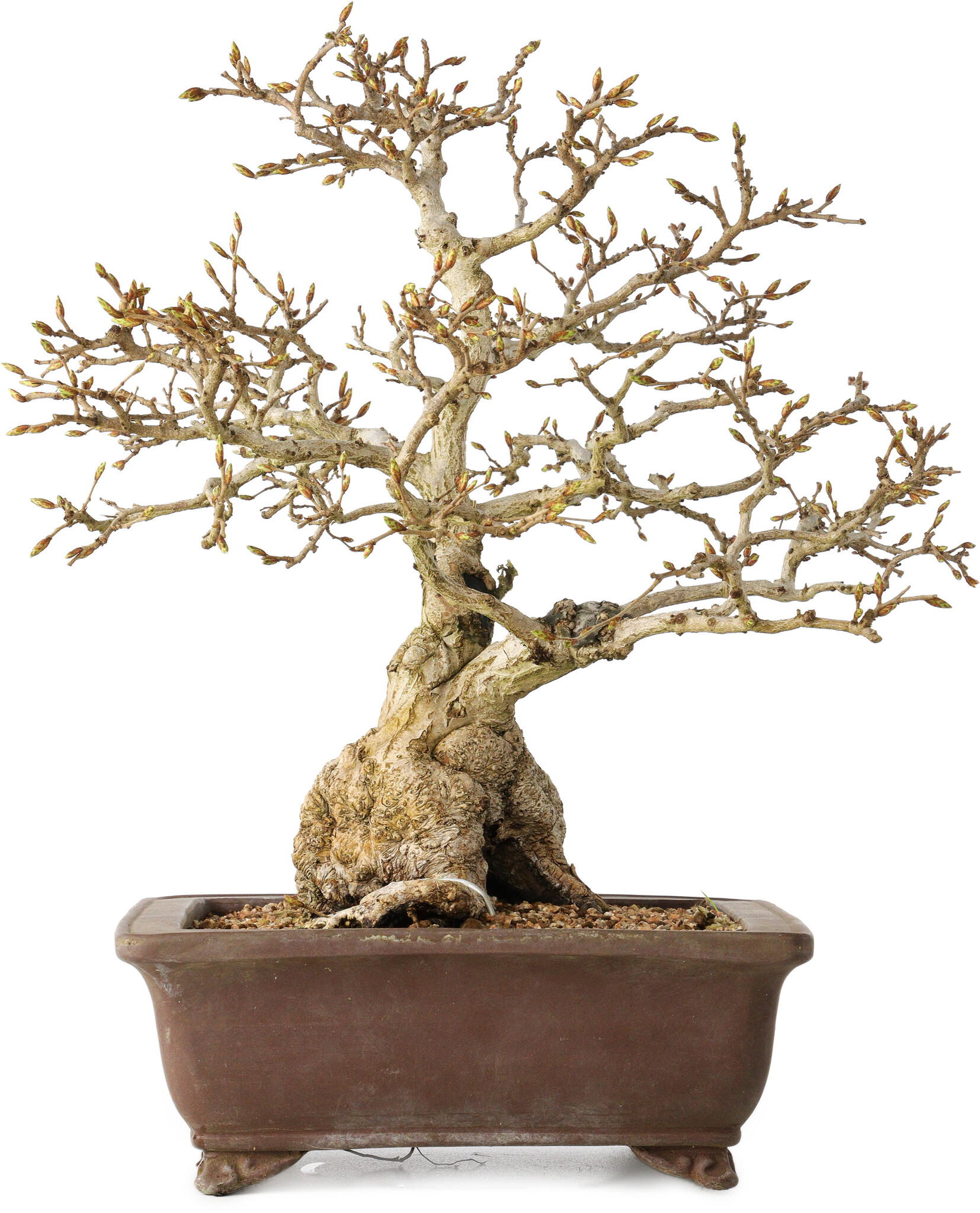 Carpinus coreana, 37 cm, ± 35 years old - Bonsai Plaza