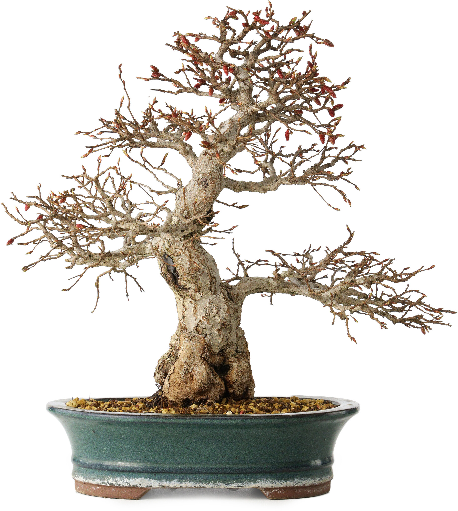 Carpinus coreana, 40 cm, ± 35 years old - Bonsai Plaza