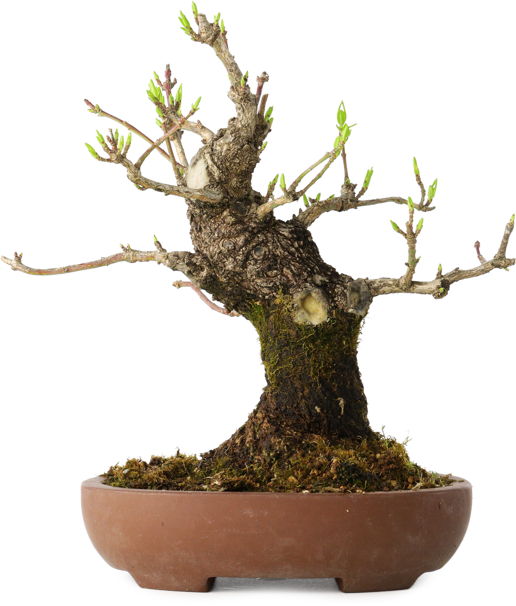 Euonymus alatus, 21 cm, ± 20 ans - Bonsai Plaza