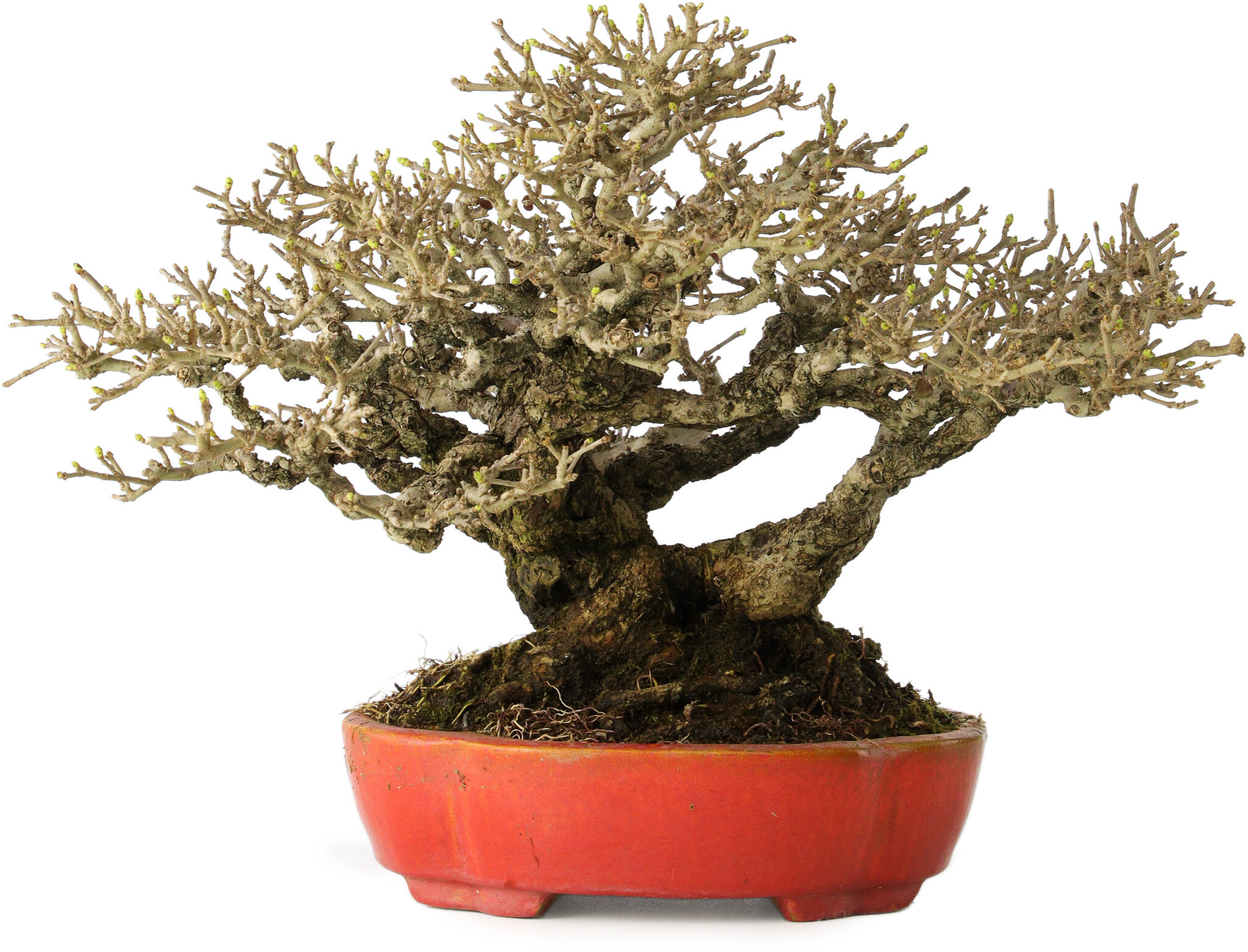 Ligustrum, 18 cm, ± 30 years old, with a nebari of 13 cm and incredible ...