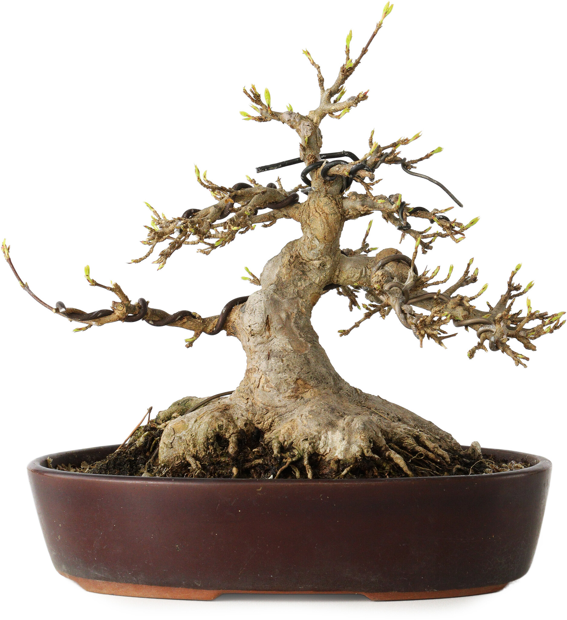 Acer buergerianum, 19 cm, ± 30 years old, with a nebari of 15 cm ...